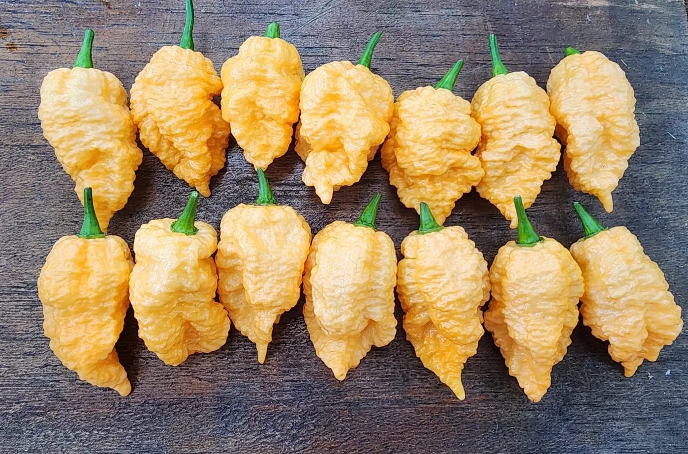 Brain Collapse Peach Chilli Seeds -10 Fresh Brain Collapse Peach Pepper ...