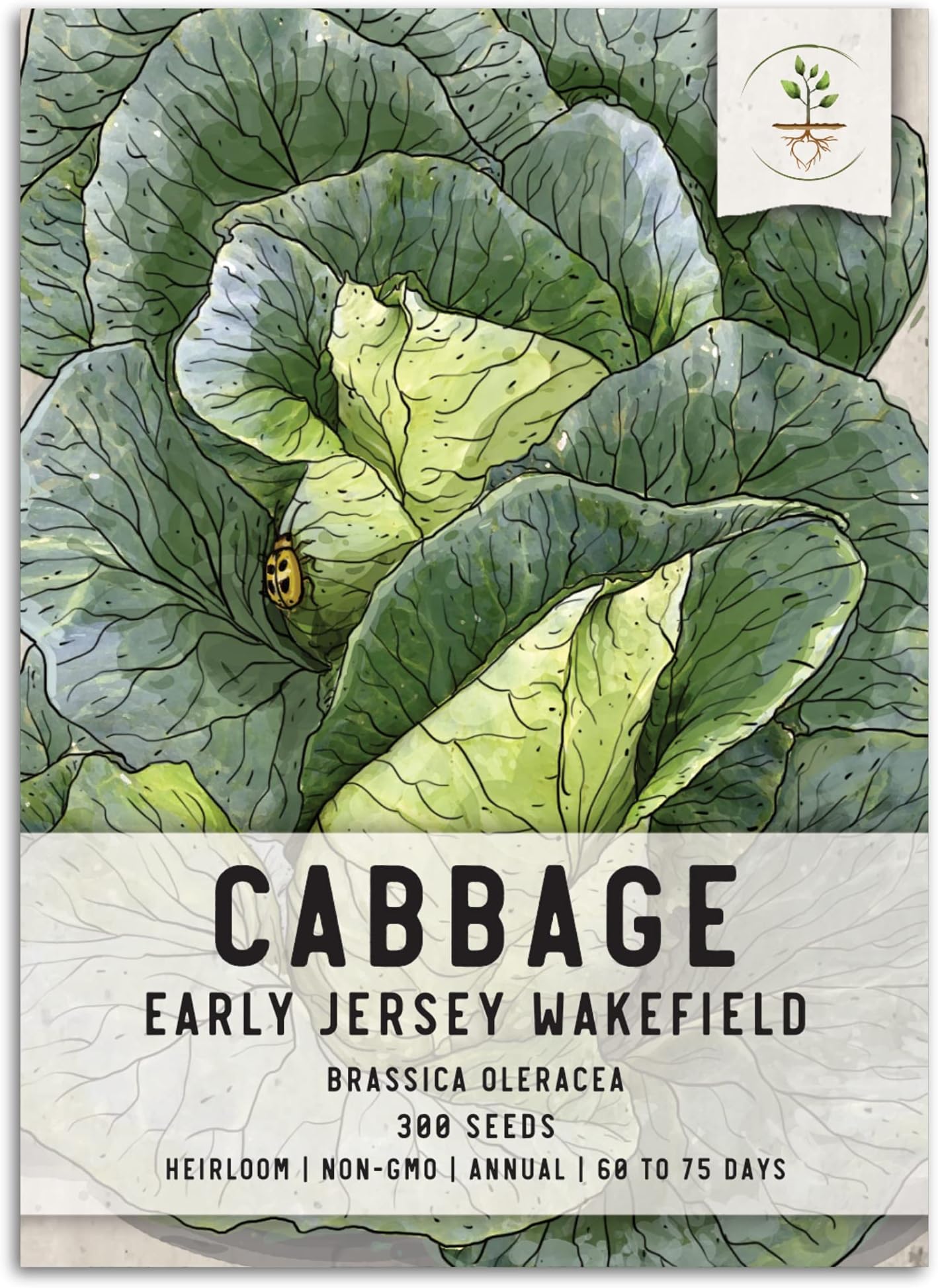 Amazon.com : 1000 Early Jersey Wakefield Cabbage Seeds for Planting ...