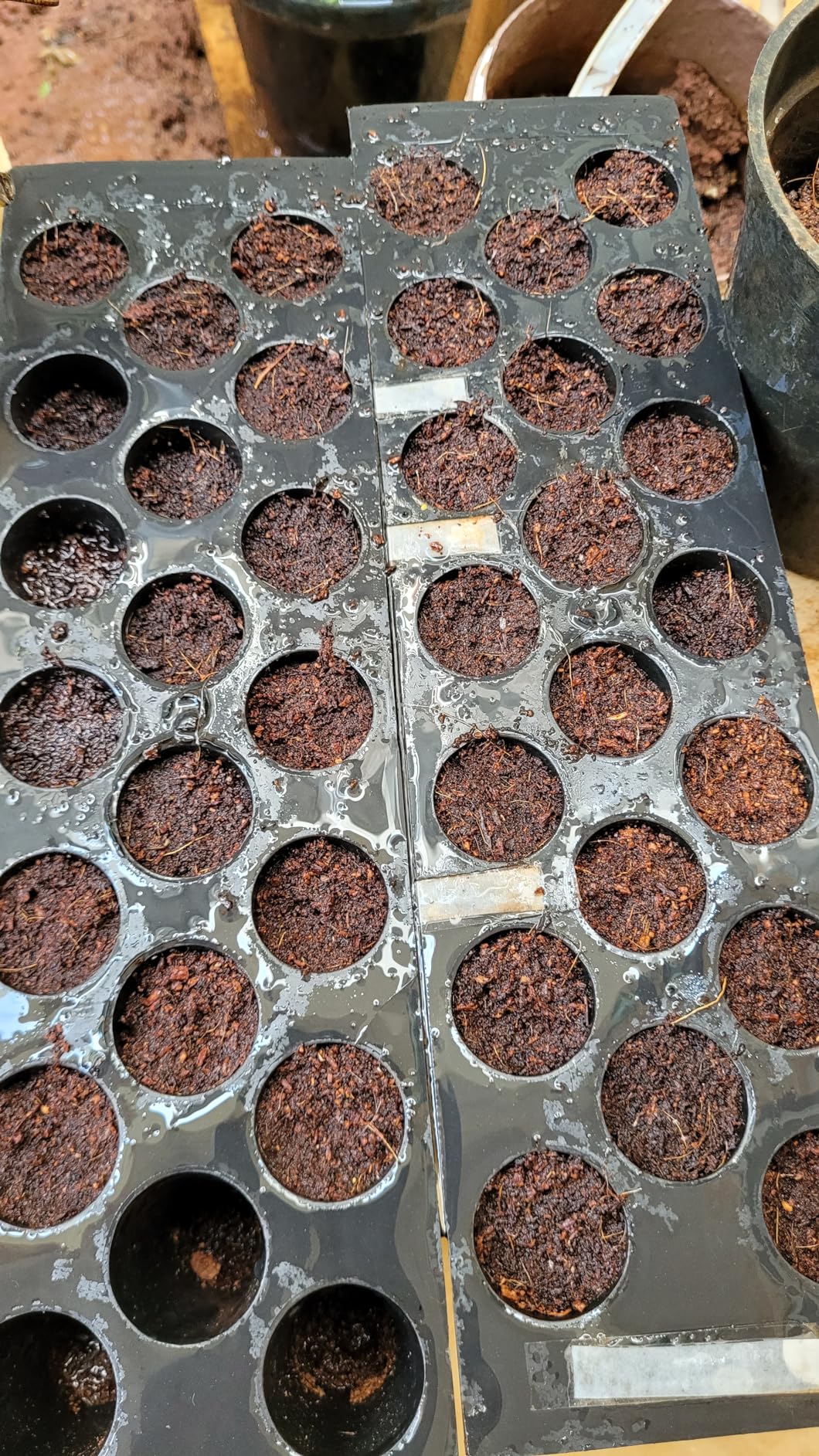 Countgreen Plus Organic Mulberry (Sehtut) Non-GMO Plating 100 Fruit ...