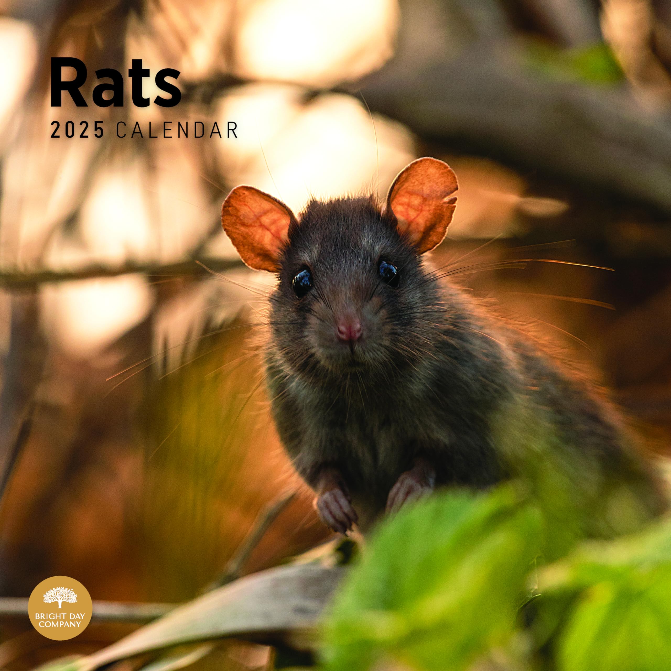 Amazon.com: Bright Day Calendars 2025 Rats Monthly Wall Calendar - Cute ...