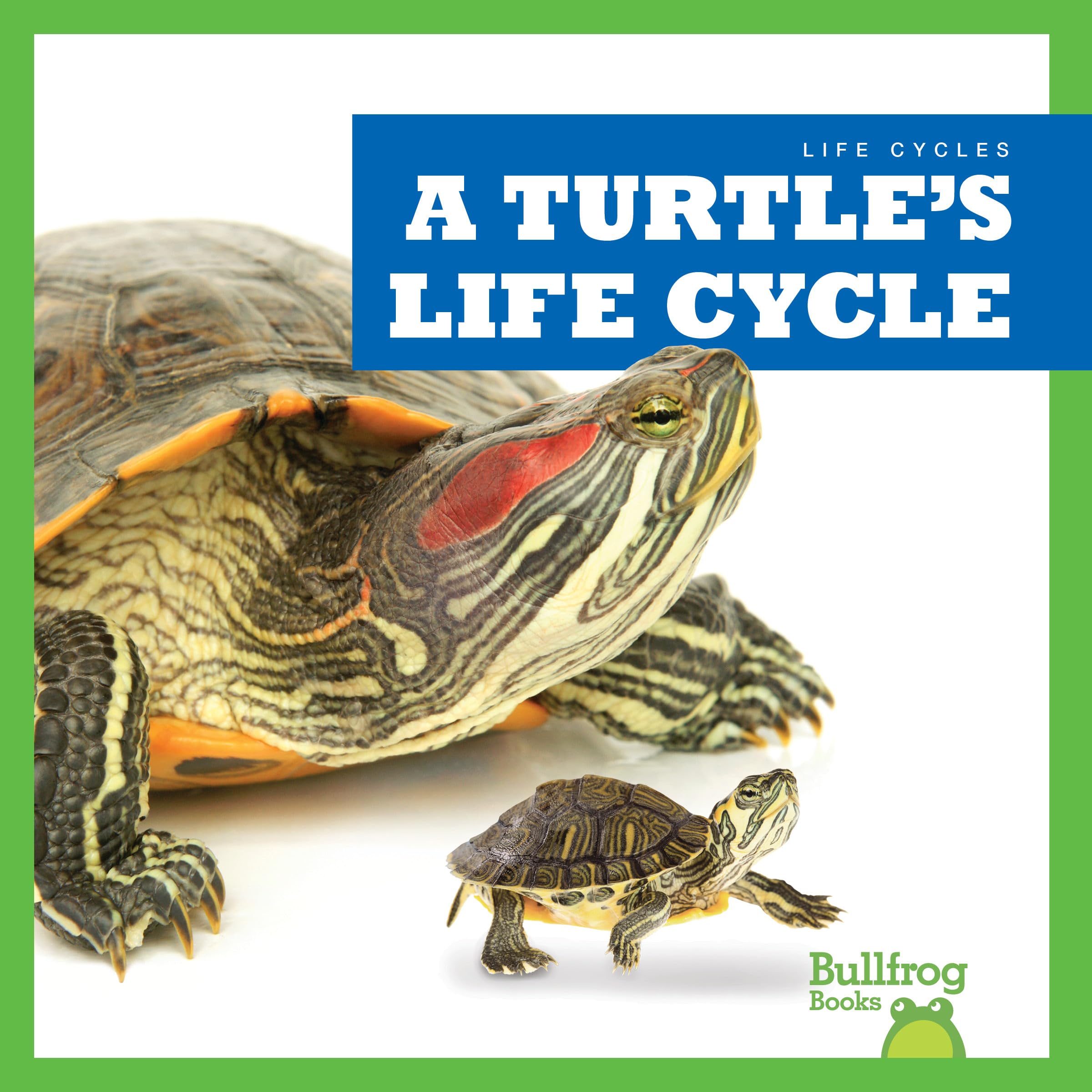 Amazon.com: A Turtle's Life Cycle (Bullfrog Books: Life Cycles ...