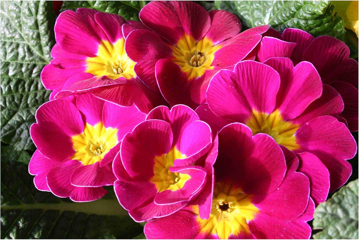 Primrose Mini Plug Plants x 15 Primula vulgaris 'Cabaret Pink ...