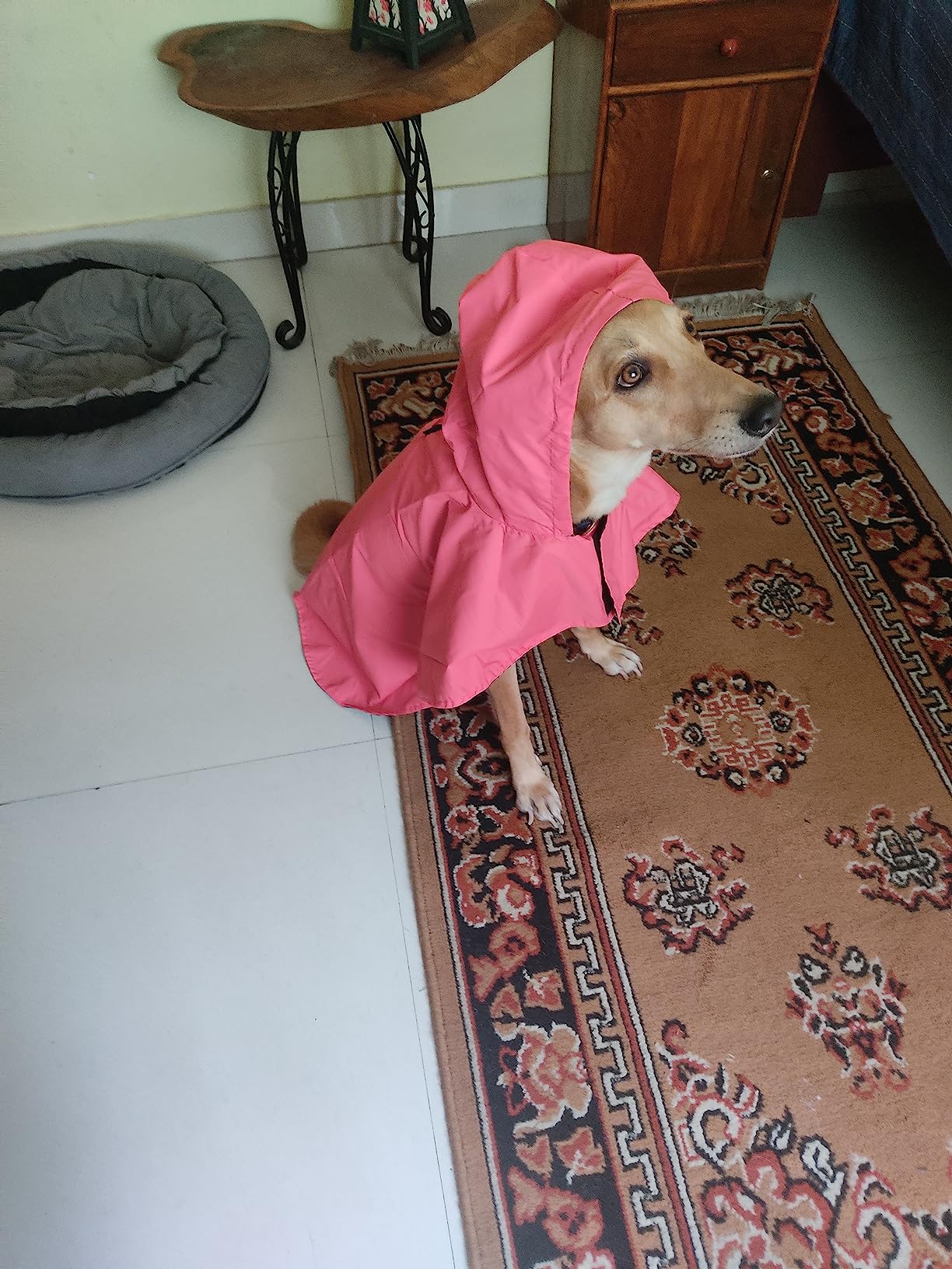 Pet Set Go Cape Style Dog Raincoat with Hoodie | Double Layered | Water ...