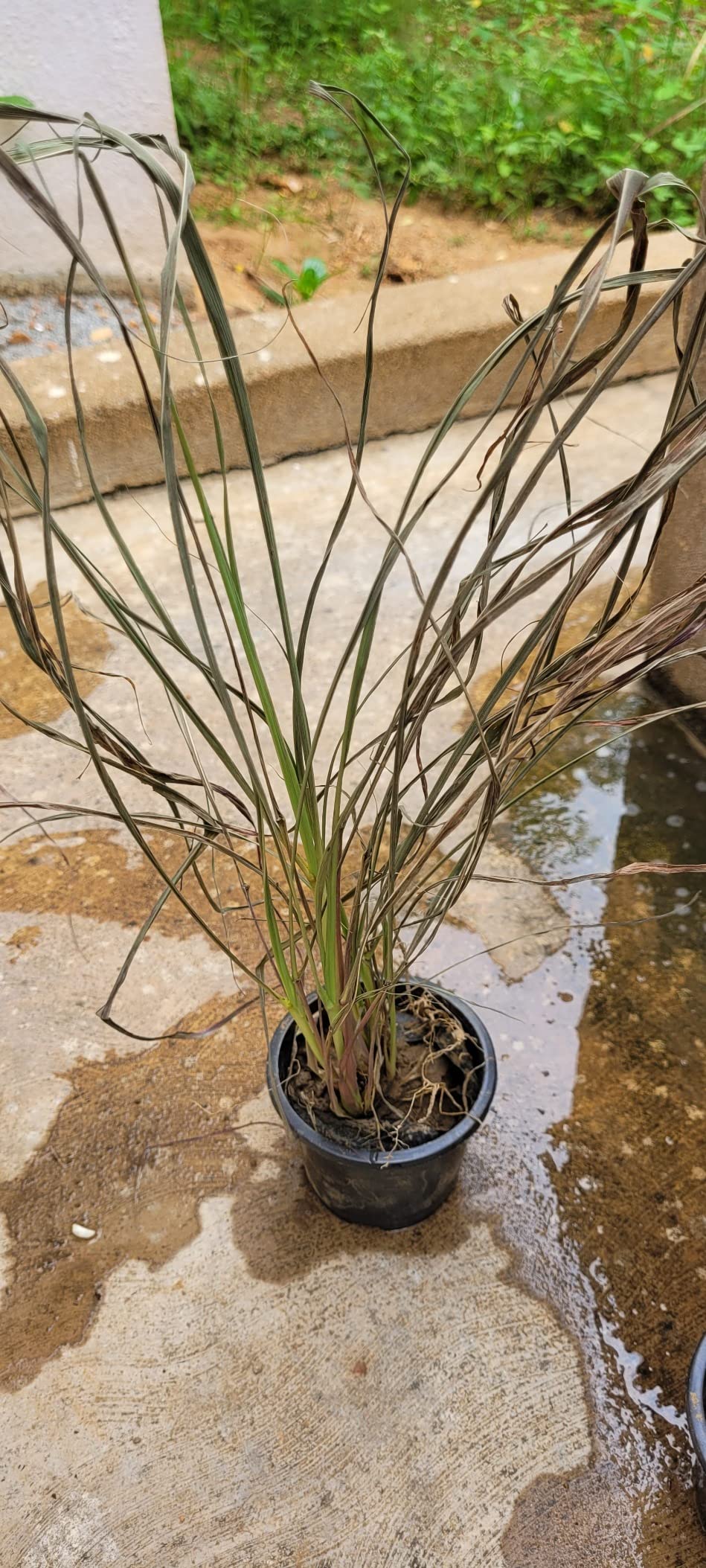 Guruji Plantation Lemongrass Cymbopogon Citratus Culinary Herbal Tea ...