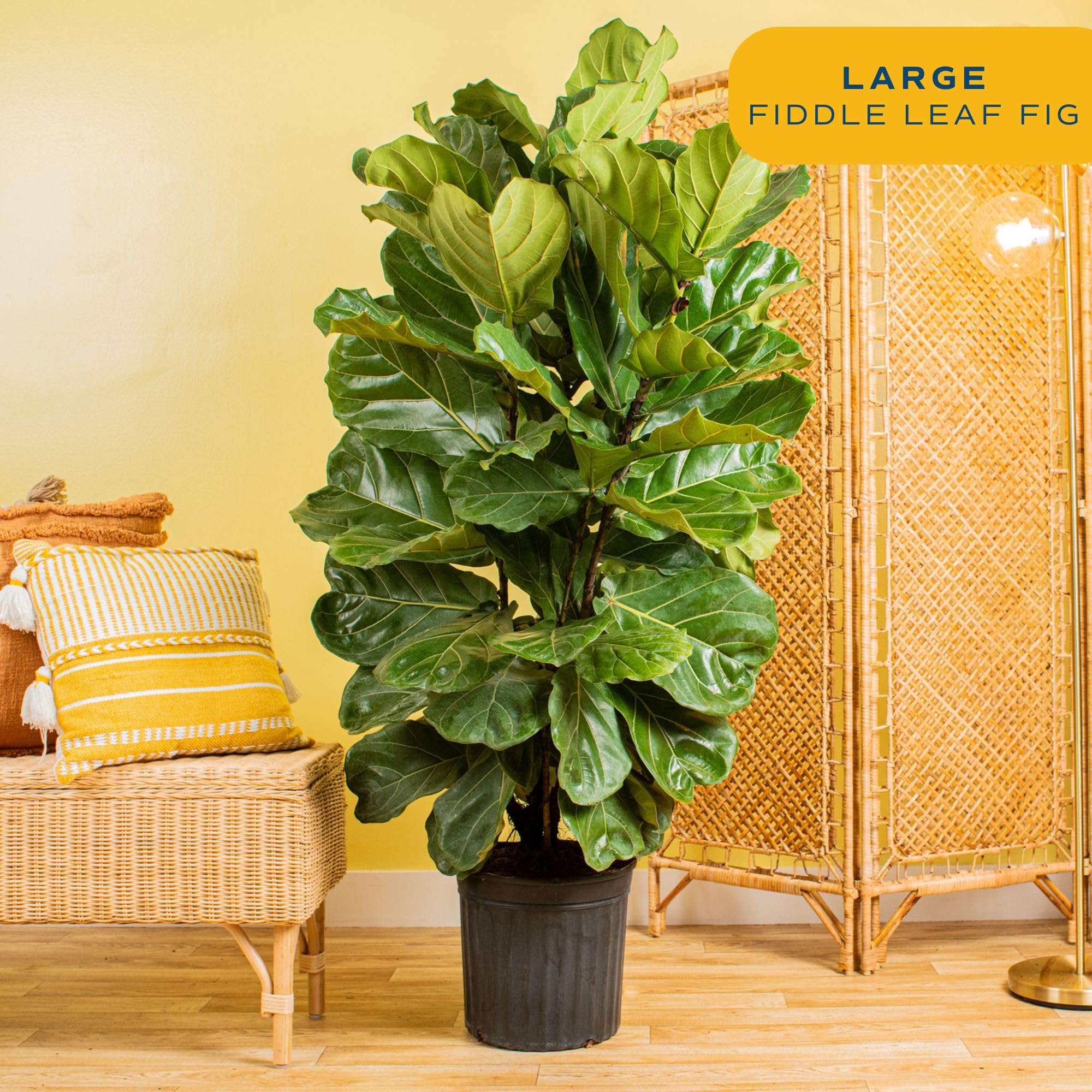 Fiddle Leaf Fig Tree How To Grow And Care For Fiddle Leaf Fig Trees