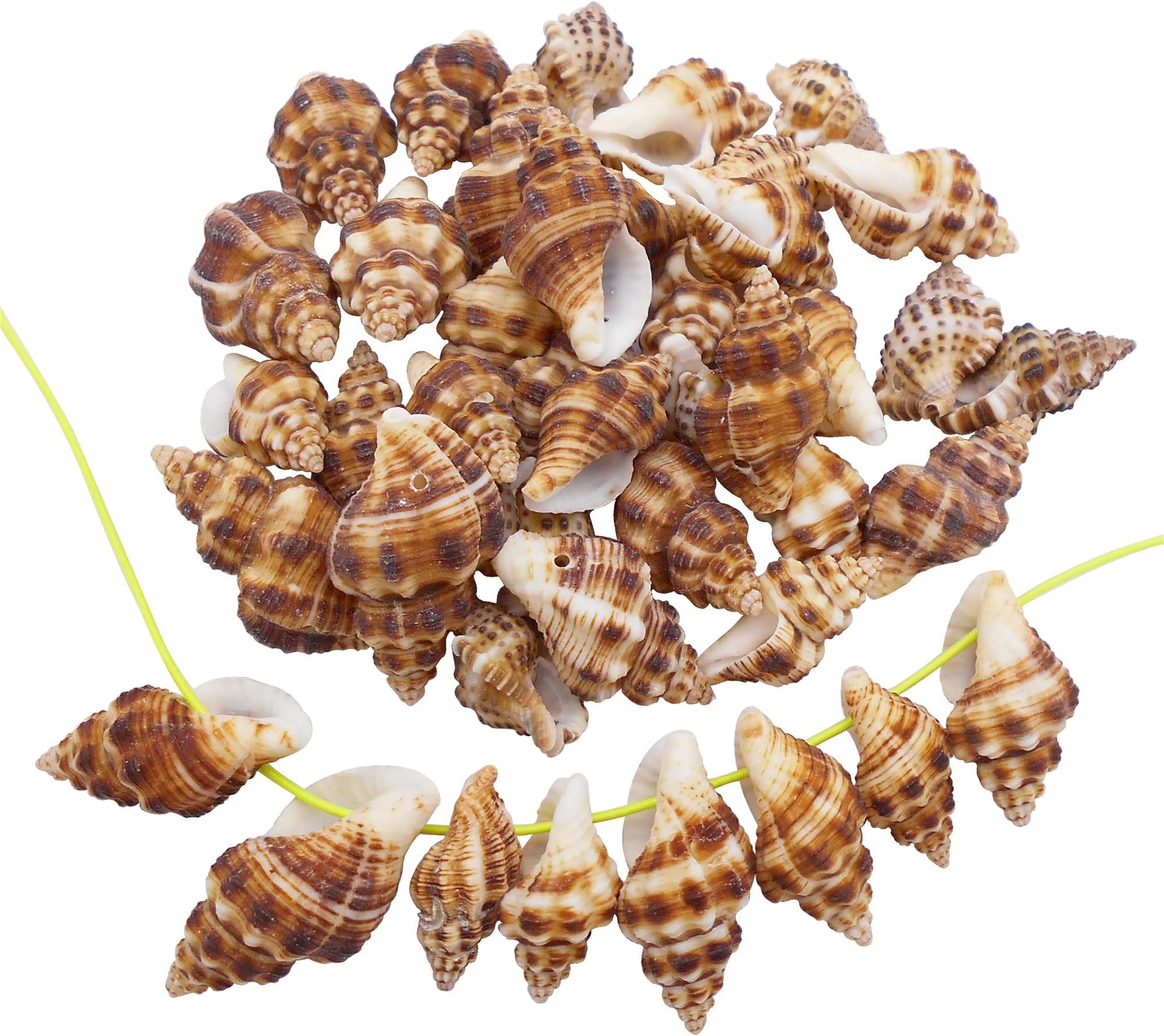 Amazon.com: HERZWILD Spiral Shell Beads Tiny Natural Sea Shell Ocean ...