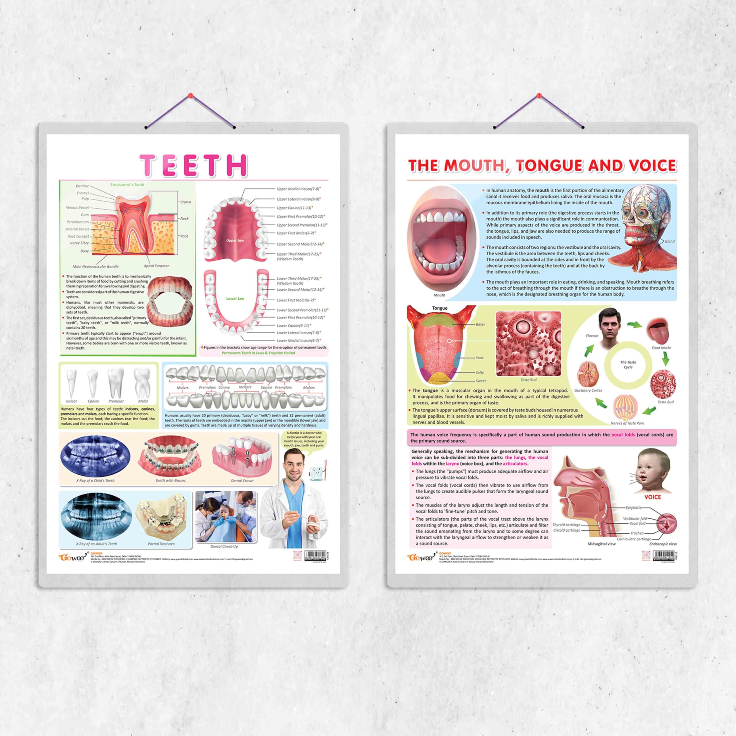 Teeth Number Chart In Mouth Baby Teeth Chart: What Order Do Teeth Come