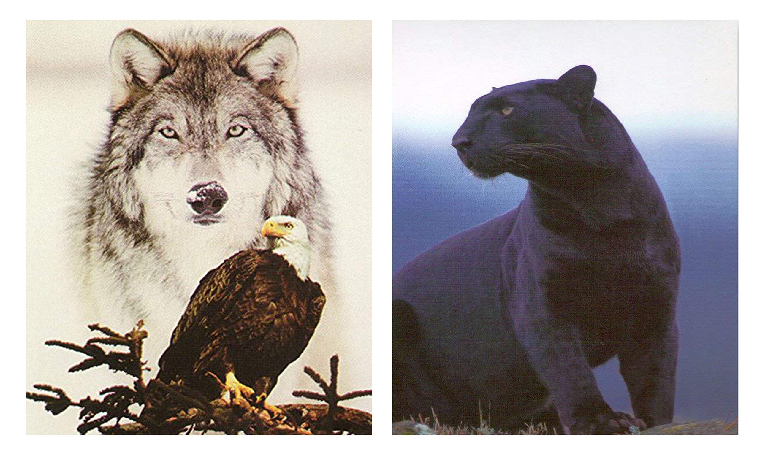 Panther Leopard Wolf Black Rare 'black Panthers' Captured On Camera In