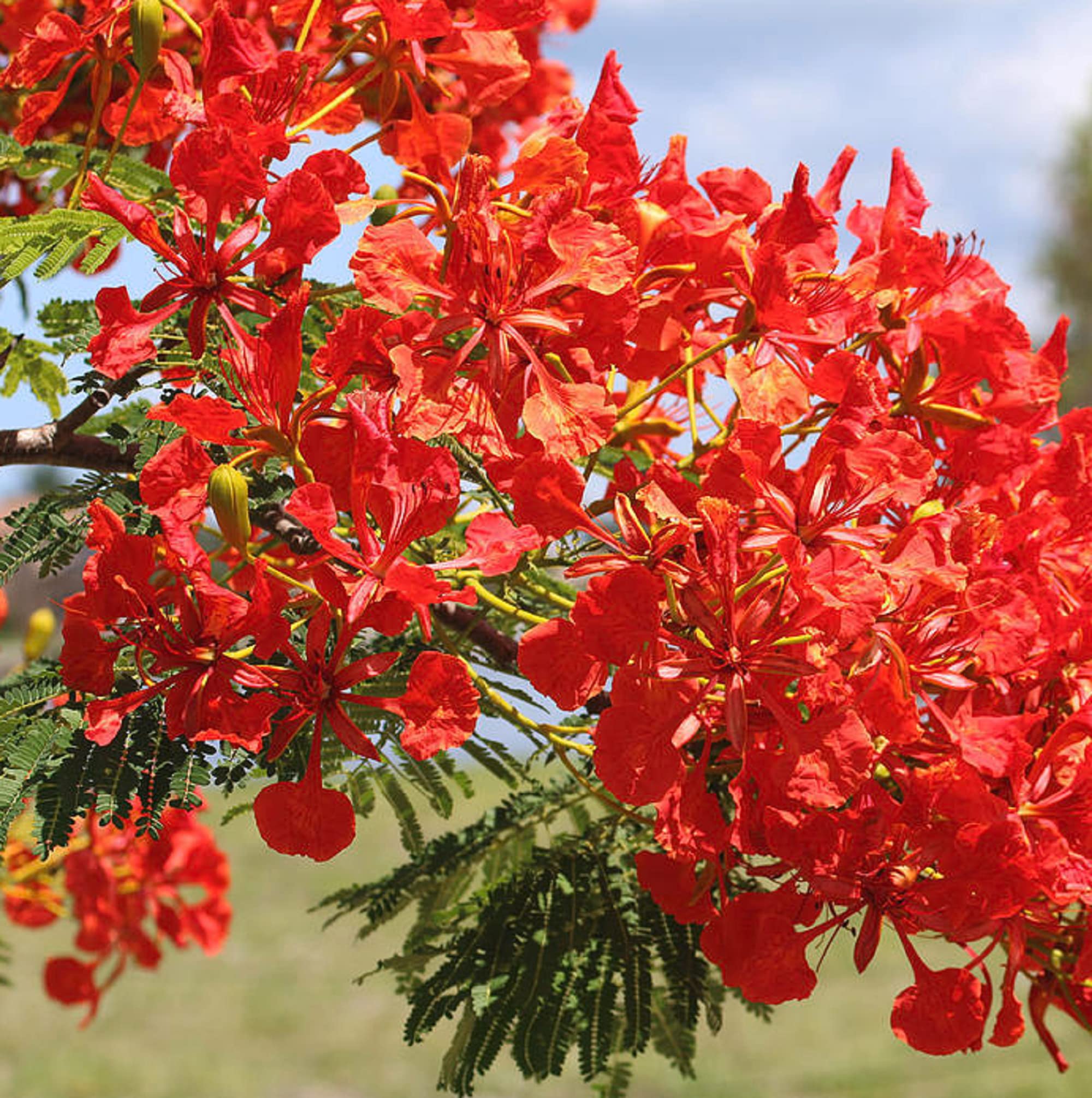 Amazon.com : CHUXAY GARDEN Royal Poinciana Tree Seed 50 Seeds Striking ...