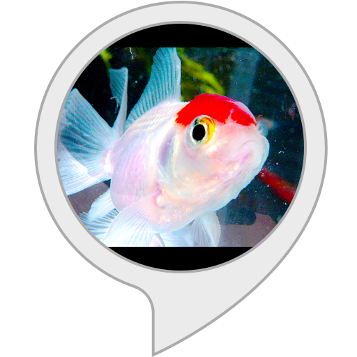 Amazon.com: Fish Tank : Alexa Skills