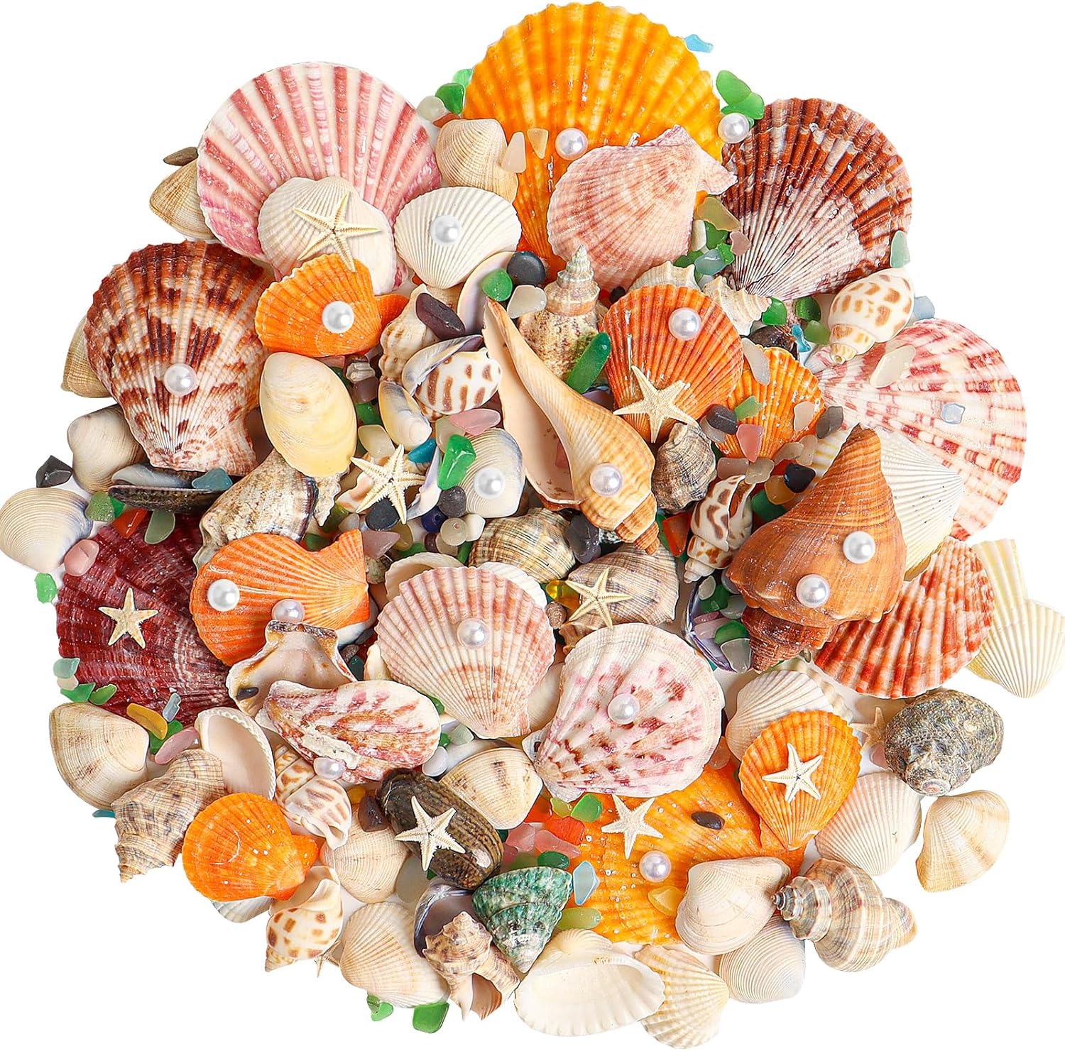 Amazon.com: HAPYSHOOP Mixed Sea Shells, 120 Pieces Beach Seashells ...