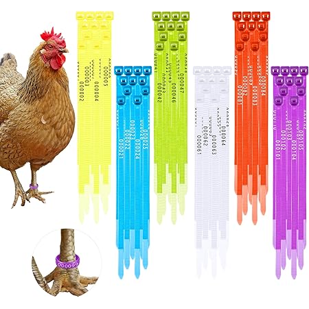 Amazon.com: 20 Chicken Charm Poultry Leg Bands - Includes Americas ...