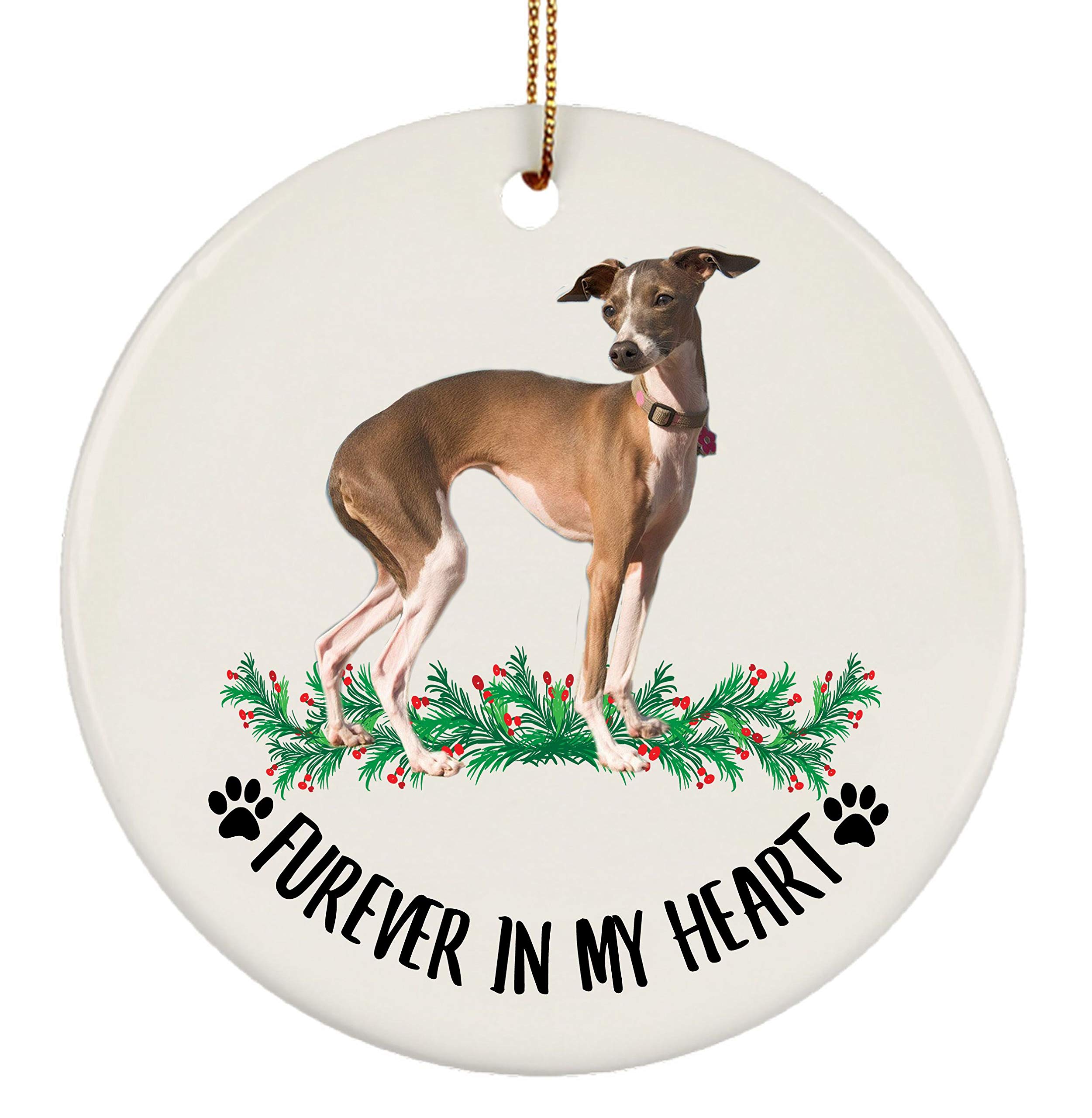 Grey Italian Greyhound Kermit