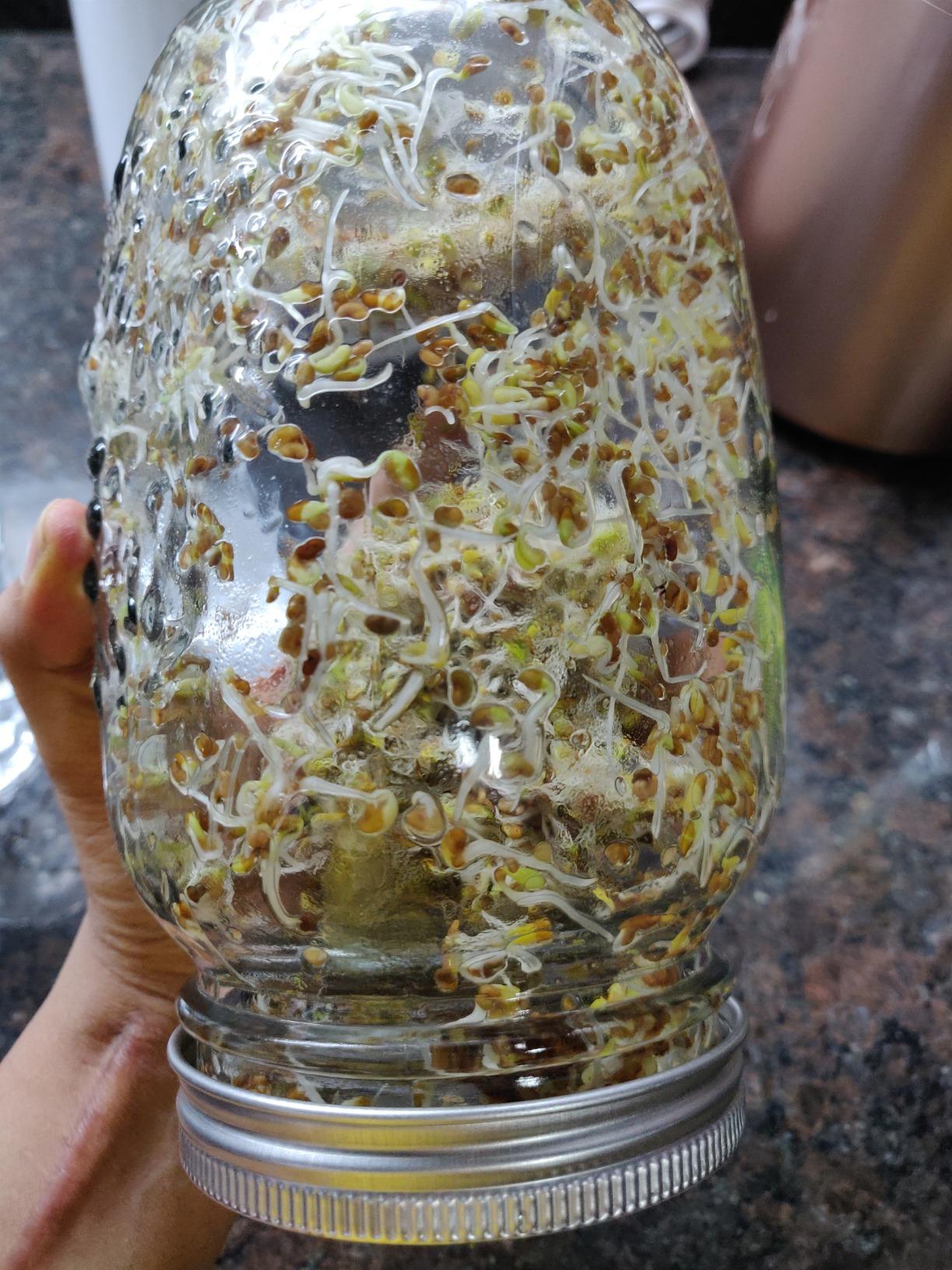 S.K.International Alfalfa Seeds (NON GMO) - Lucerne Grass Seeds - for ...