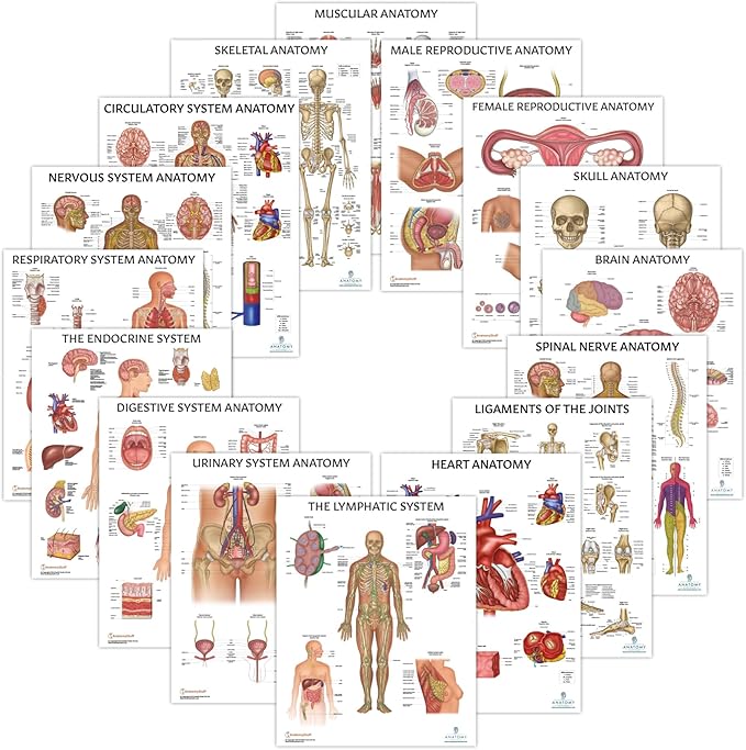 Amazon.com: 16 PACK Human Anatomy Poster Set, LAMINATED, Anatomy and ...