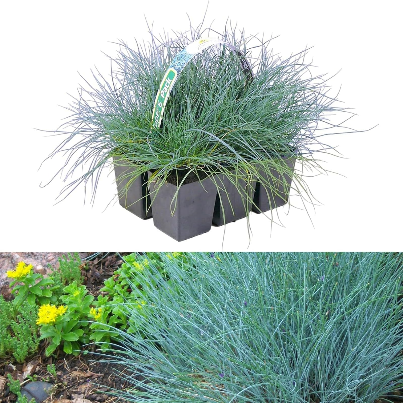 6 x Festuca Blue Grasses in 9cm Pots - Blue Grass Plants Ready to Plant ...