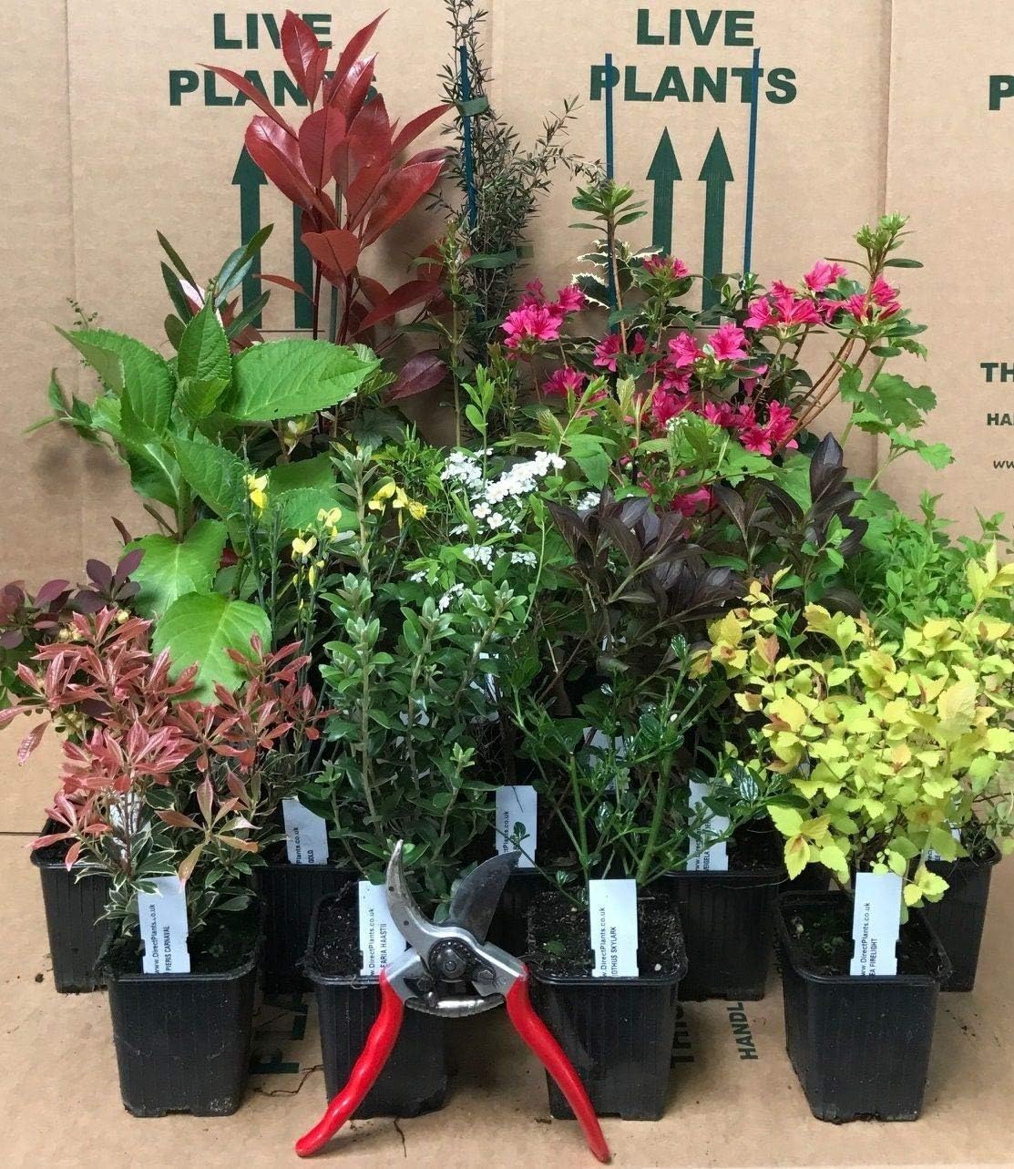 Mixed Garden Shrub Selection, Pack of 5 Established Plants Supplied in ...