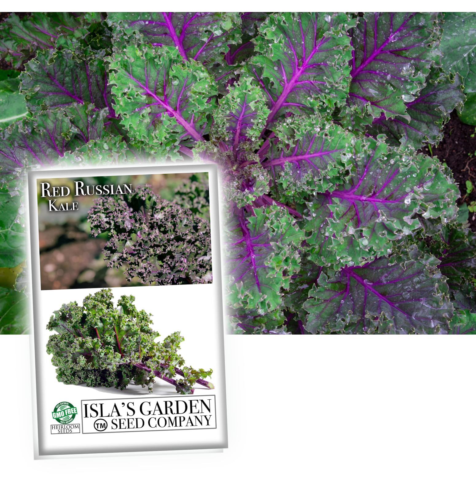 Amazon.com : Red Russian Kale Seeds for Planting, 750+ Heirloom Seeds ...