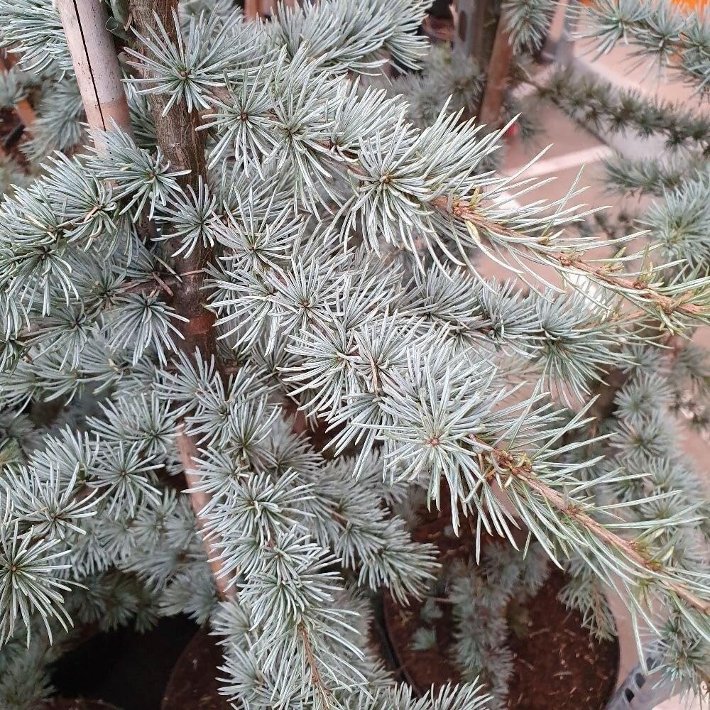 Plant theory 120cm Glauca Blue Atlas Cedar Conifer Tree Cedrus ...