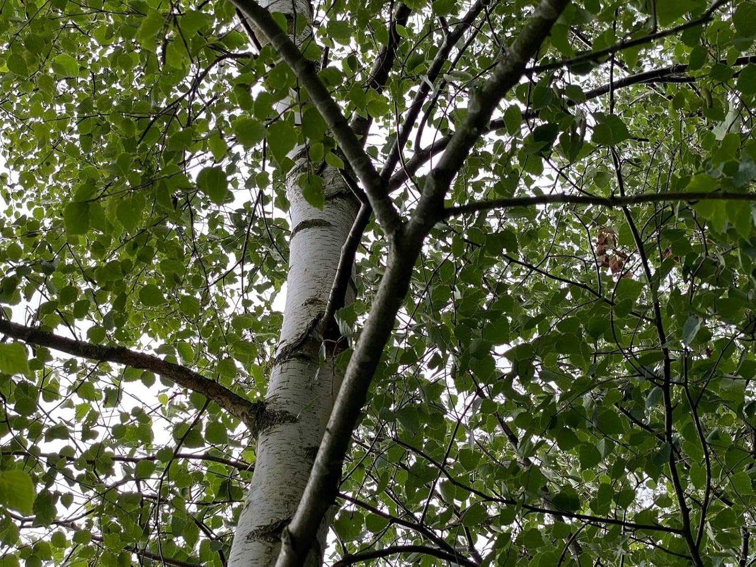 Direct Plants 3X Extra Large Silver Birch Trees 6-7ft Tall Supplied in ...