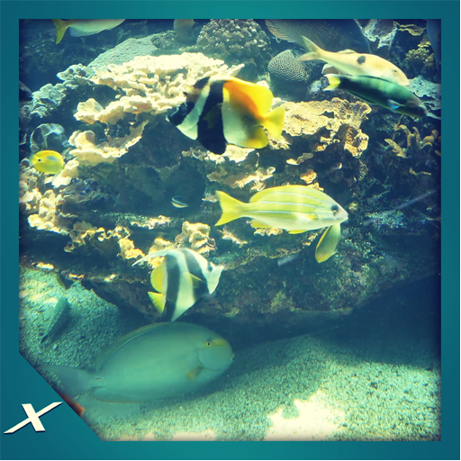 Aquarium Live View - Real fish animation for your screen - App on ...
