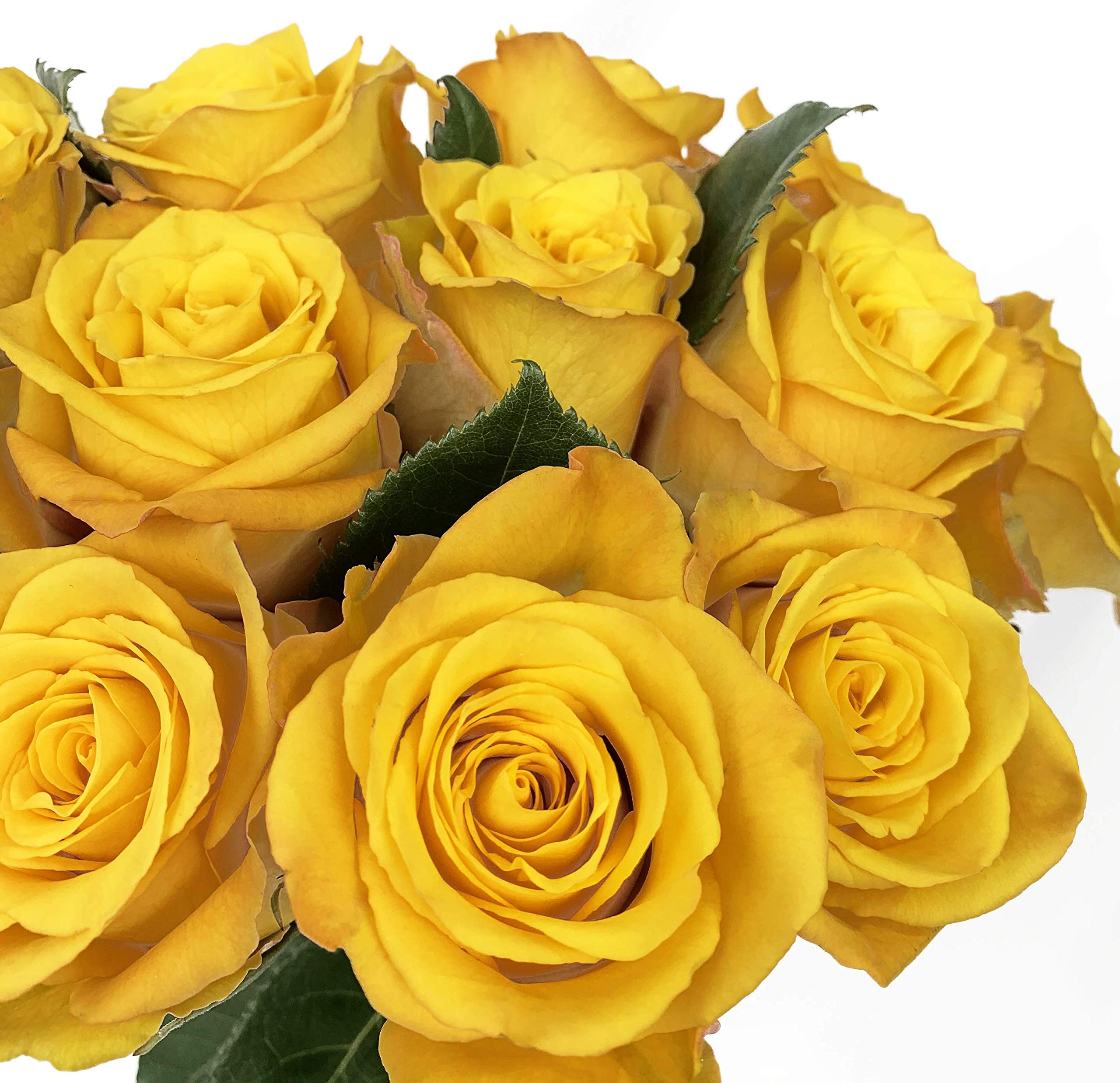 Yellow Roses Border