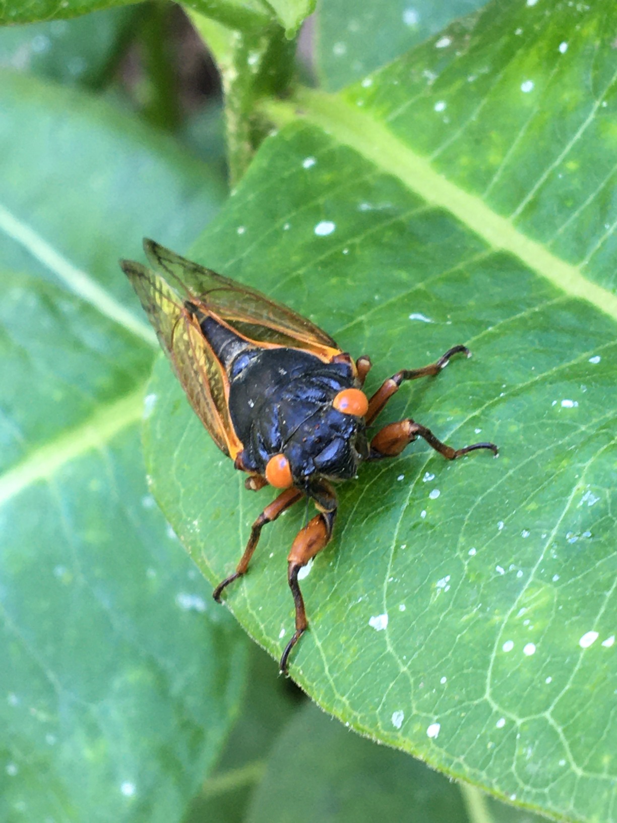 Periodical Cicadas: The Brood X Edition: Color Version: Kritsky, Gene ...