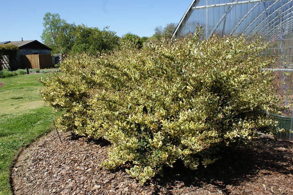 Variegated Privet Hedge