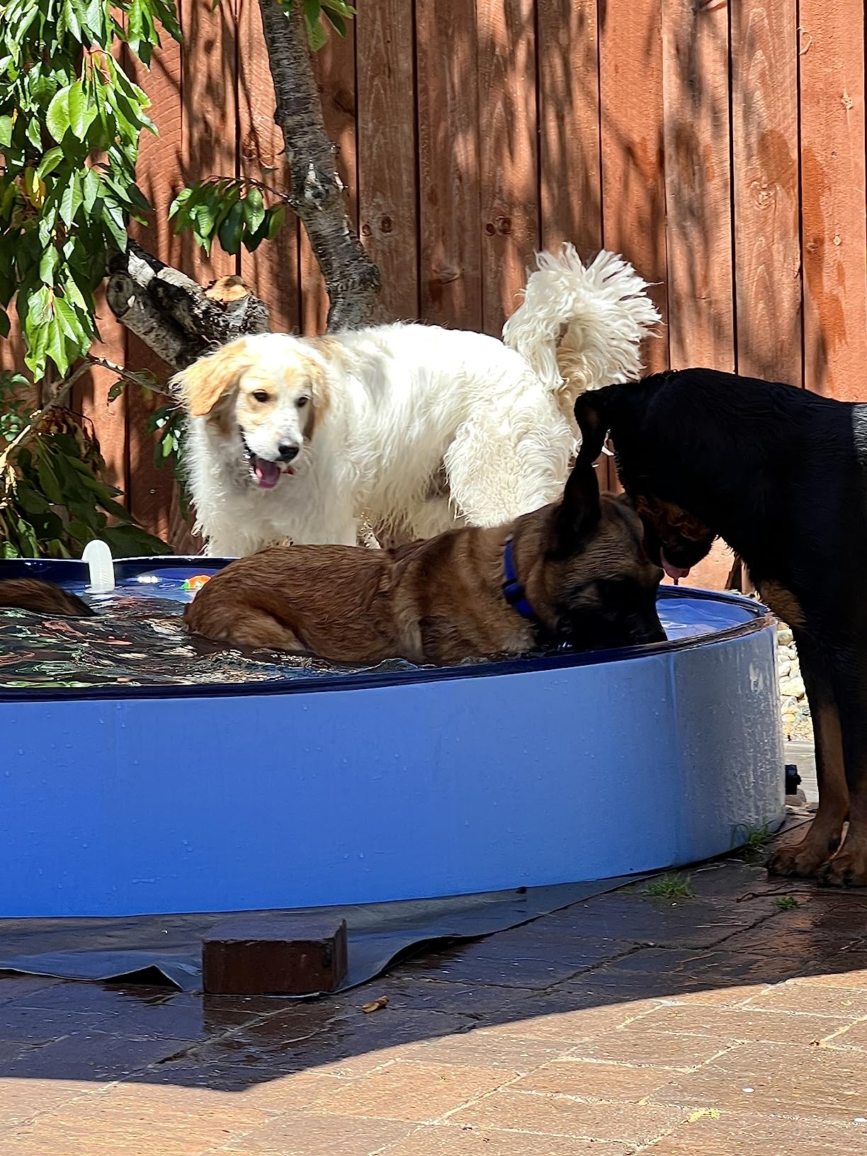 $9/mo - Finance Meowant Foldable Dog Pool, Hard Plastic Dog Swimming ...