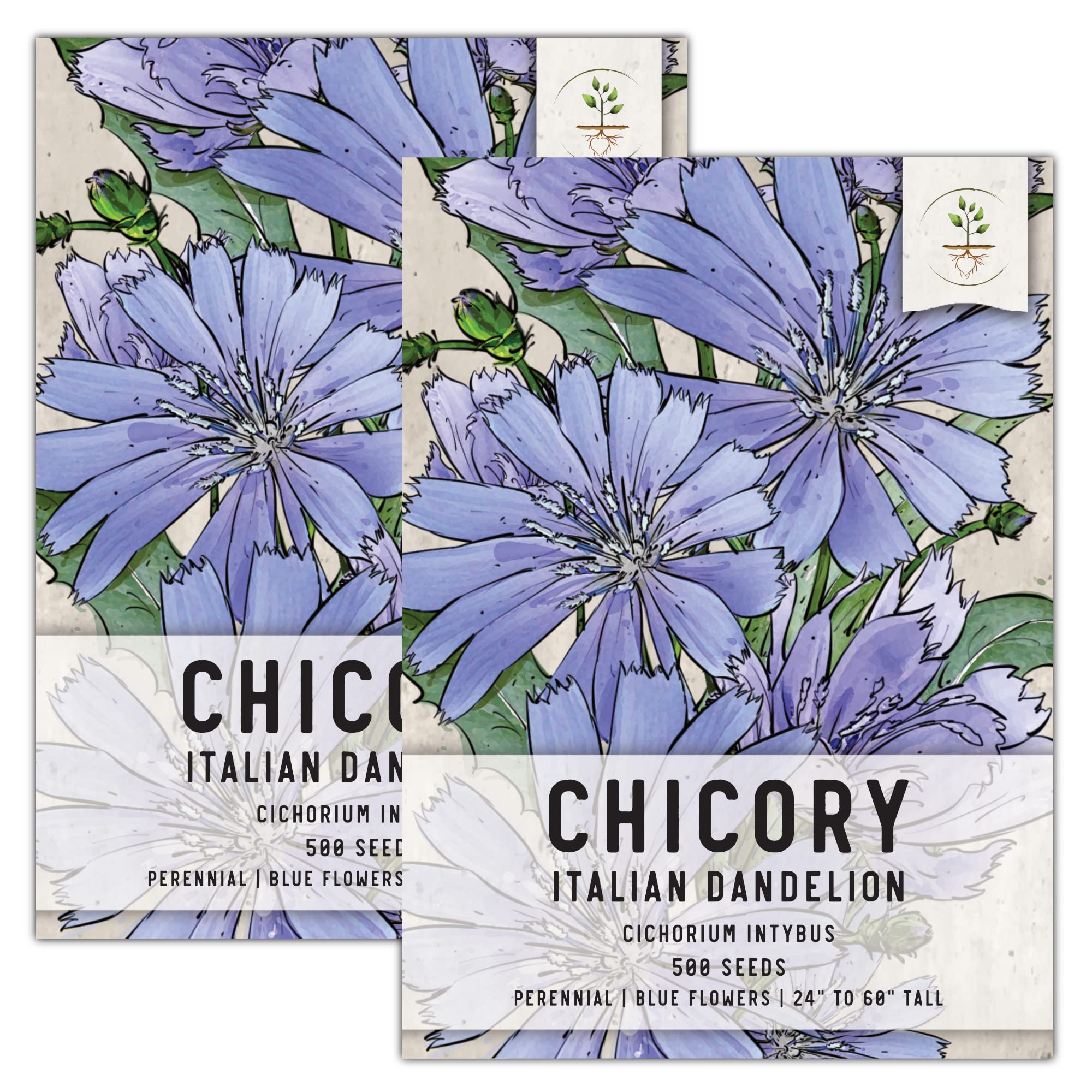 Chicory