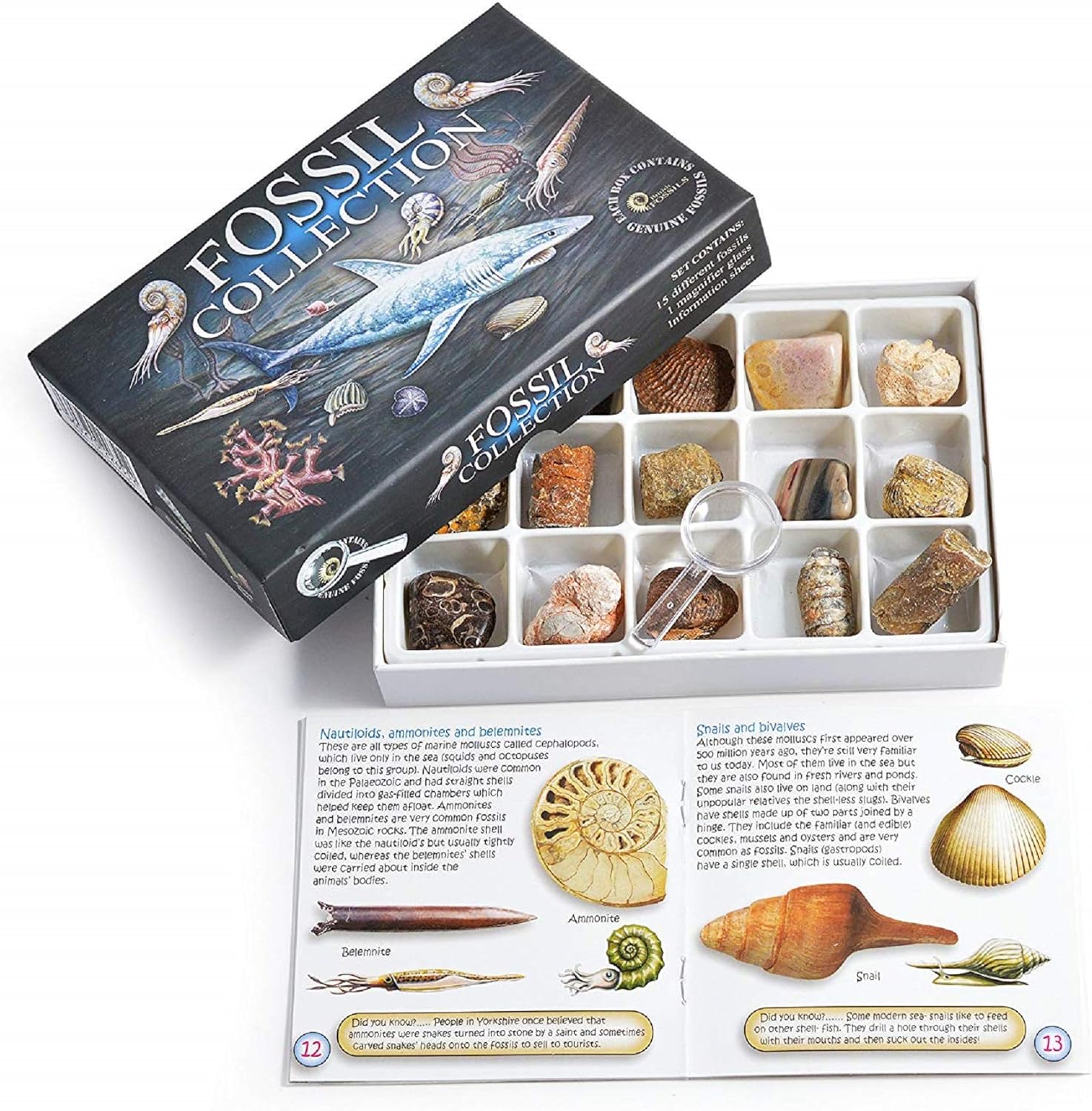 Fossil Collection Set Pack of 15 Genuine Fossils Millions of Years Old ...