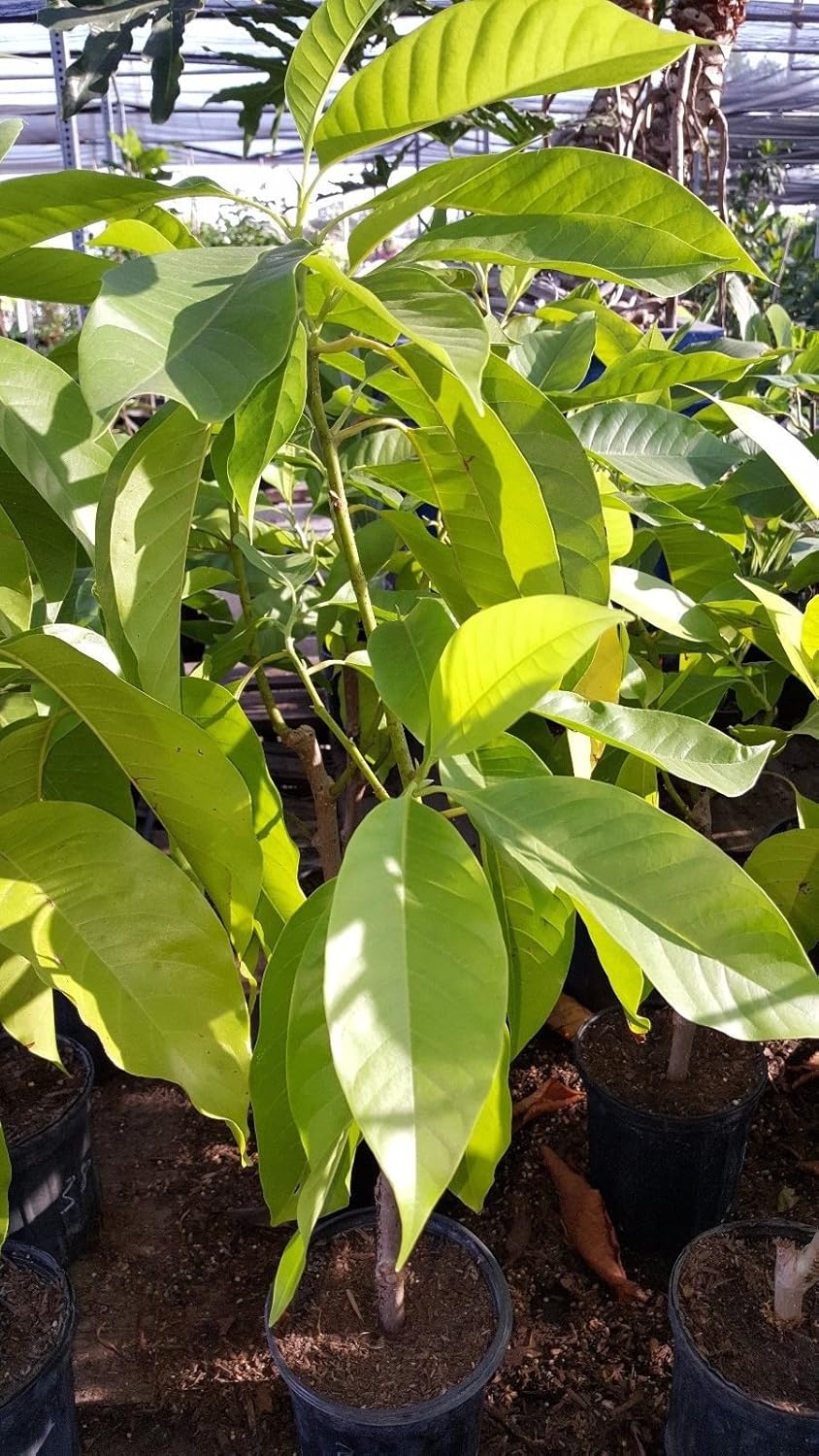 Amazon.com : 9EzTropical - White Champaca - 2 Feet Tall - Air Layered ...