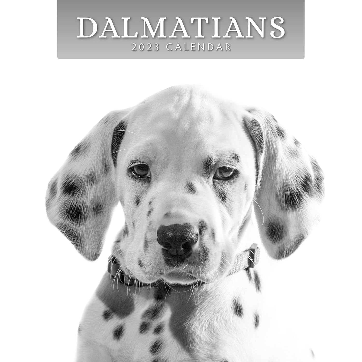 DALMATIANS 2023 SQUARE WALL CALENDAR : Amazon.in: Office Products