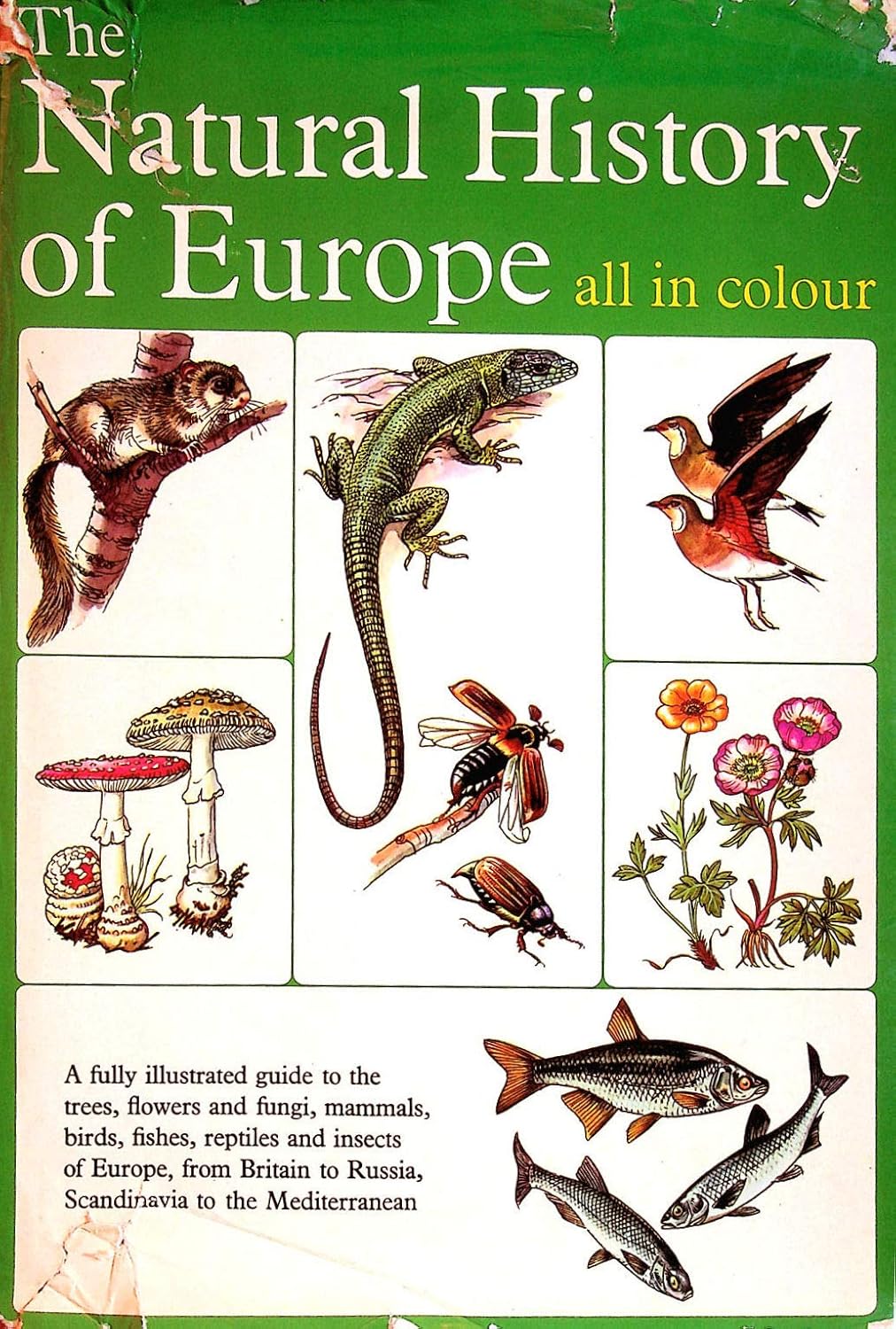 The Natural History of Europe: A Fully Illustrated Guide to the Trees ...