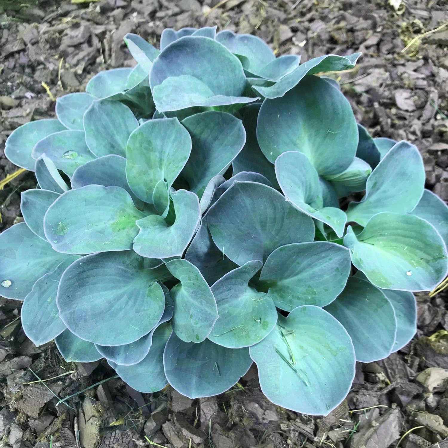 Amazon.com : PLATAGO 200 Hosta Seeds Blue Mouse Ear Hosta Plants Seeds ...