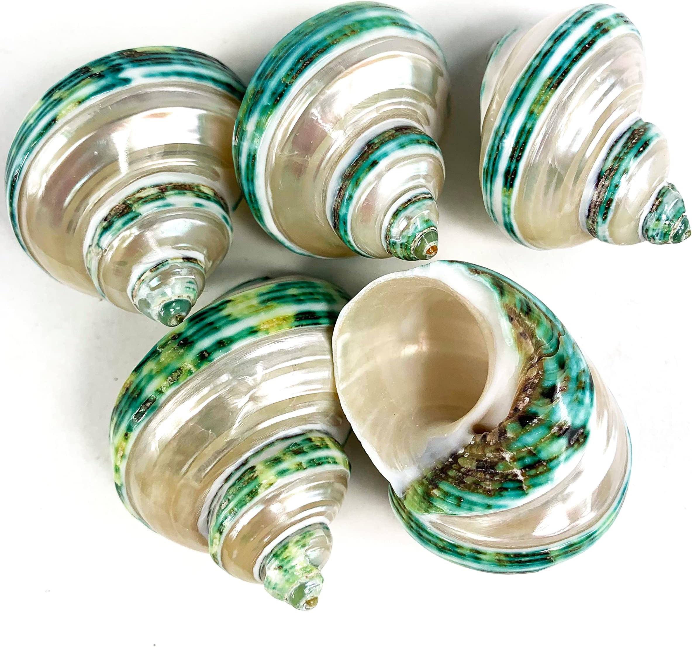 Amazon.com: PEPPERLONELY 1 PC Spiral Jade Turbo Sea Shell, Hermit Crab ...