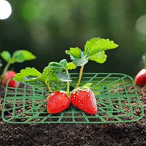 Amazon.com: 8 Pack Square Strawberry Supports, Strawberry Growing Rack ...