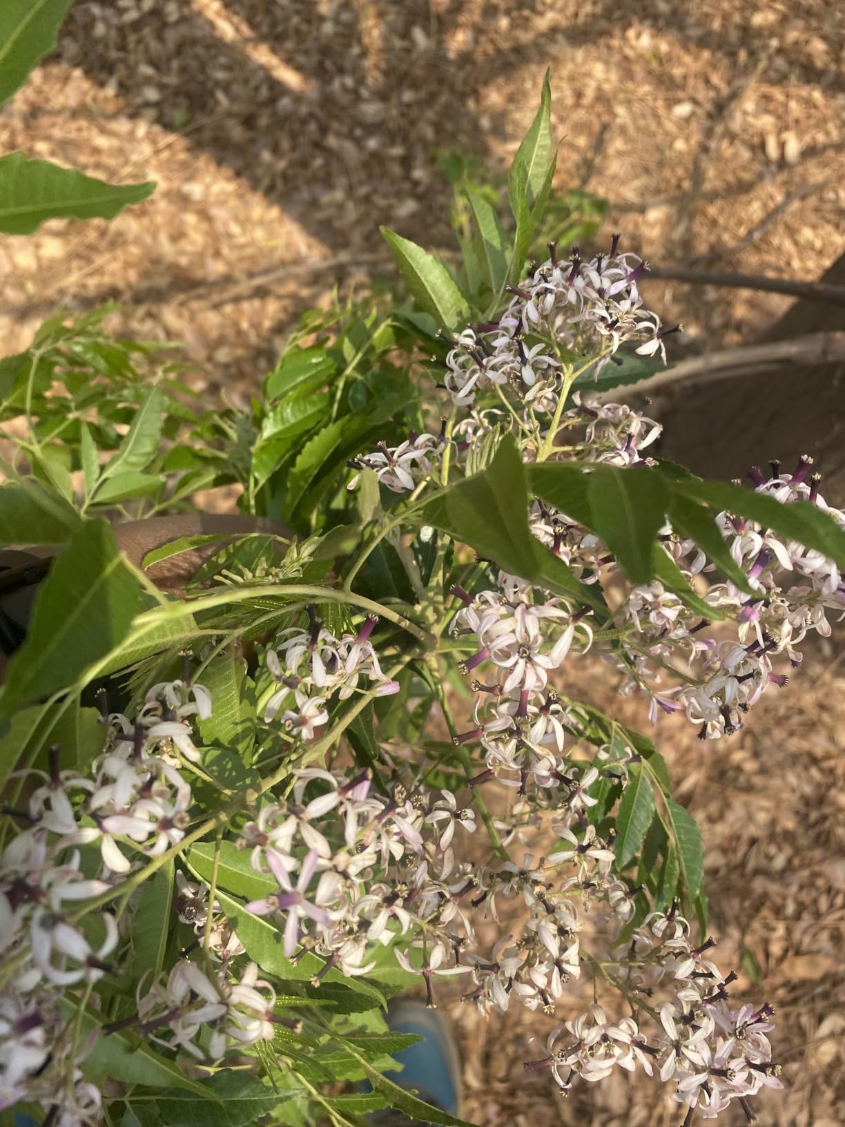 Wolpin Chopper for Kitchen 15 in 1 Onion Chopper Container Garlic ...