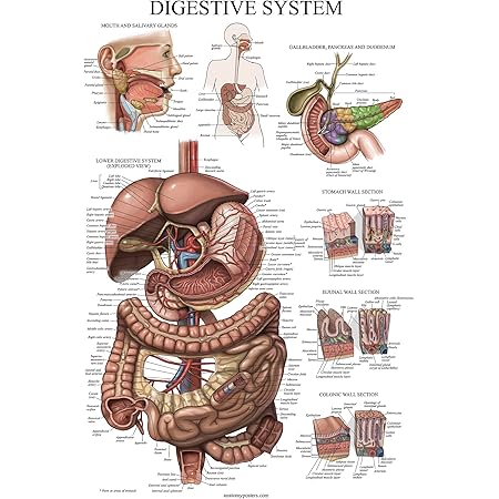 Amazon.com: The Digestive System Anatomical Chart : Anatomical Chart ...