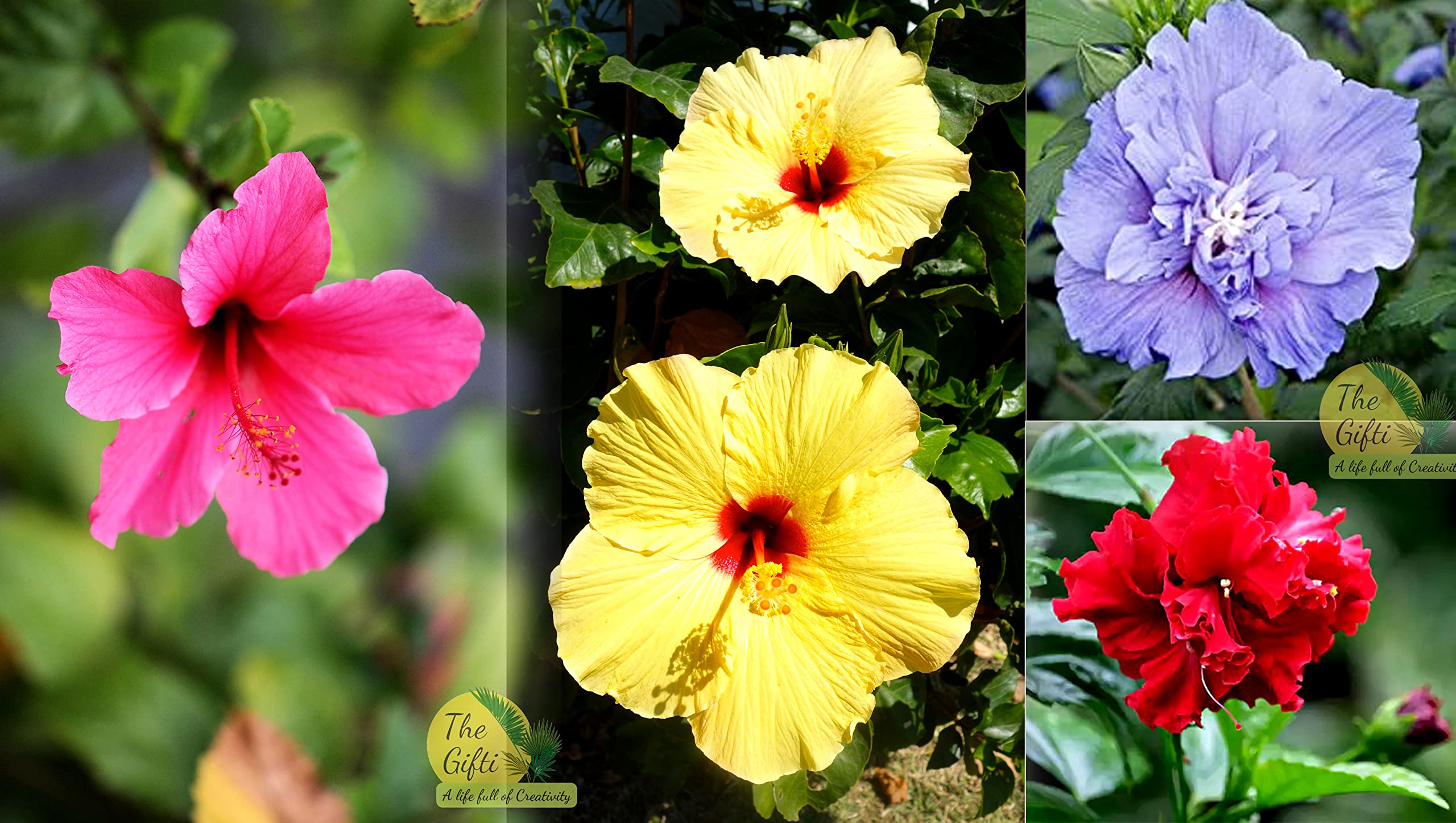 Hibiscus Flower Varieties 41 Different Types Of Hibiscus Varieties For
