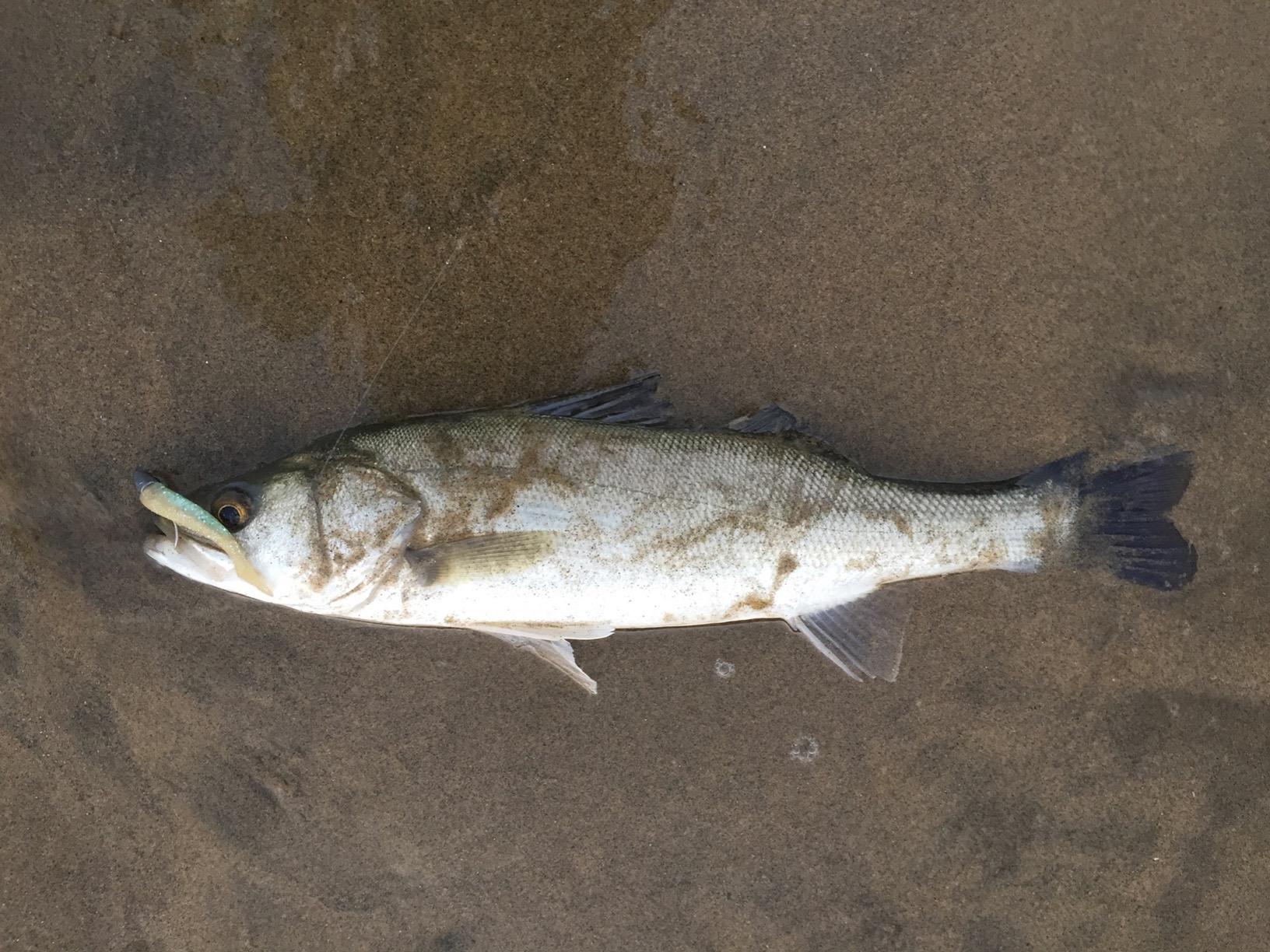 Amazon.co.jp: COREMAN(コアマン) ワーム ルアー CA-02アルカリシャッド #003 沖堤イワシ : スポーツ＆アウトドア