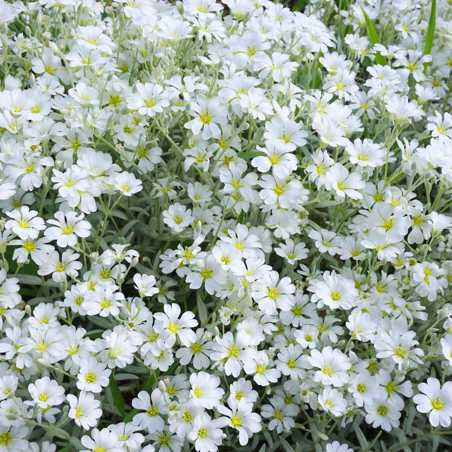 Carbeth Plants - Snow in Summer in 1L Pot - Cerastium Tomentosum ...