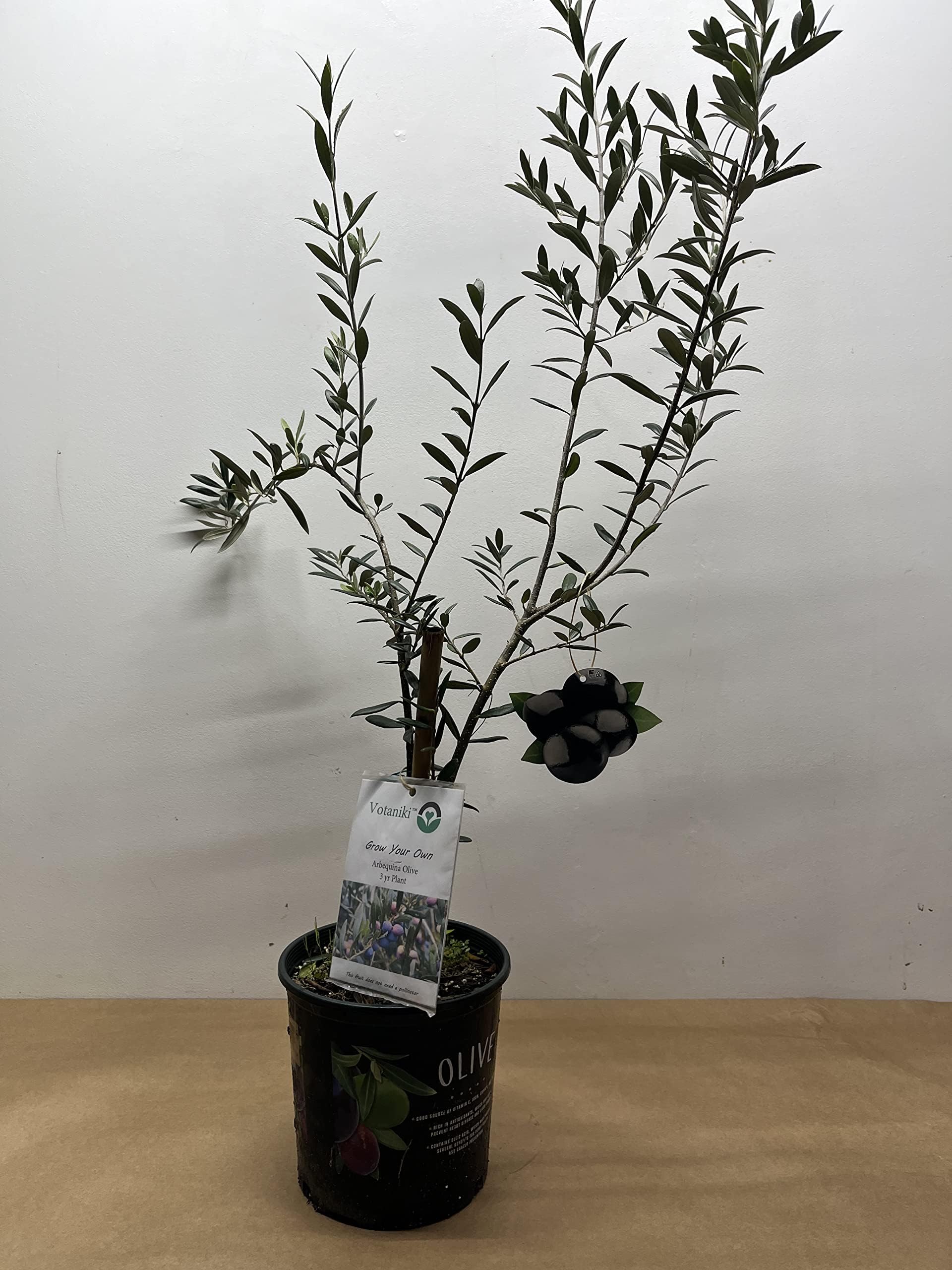 Amazon.com : Votaniki Arbequina Olive Tree 1-2 Feet Tall Plant Pot ...