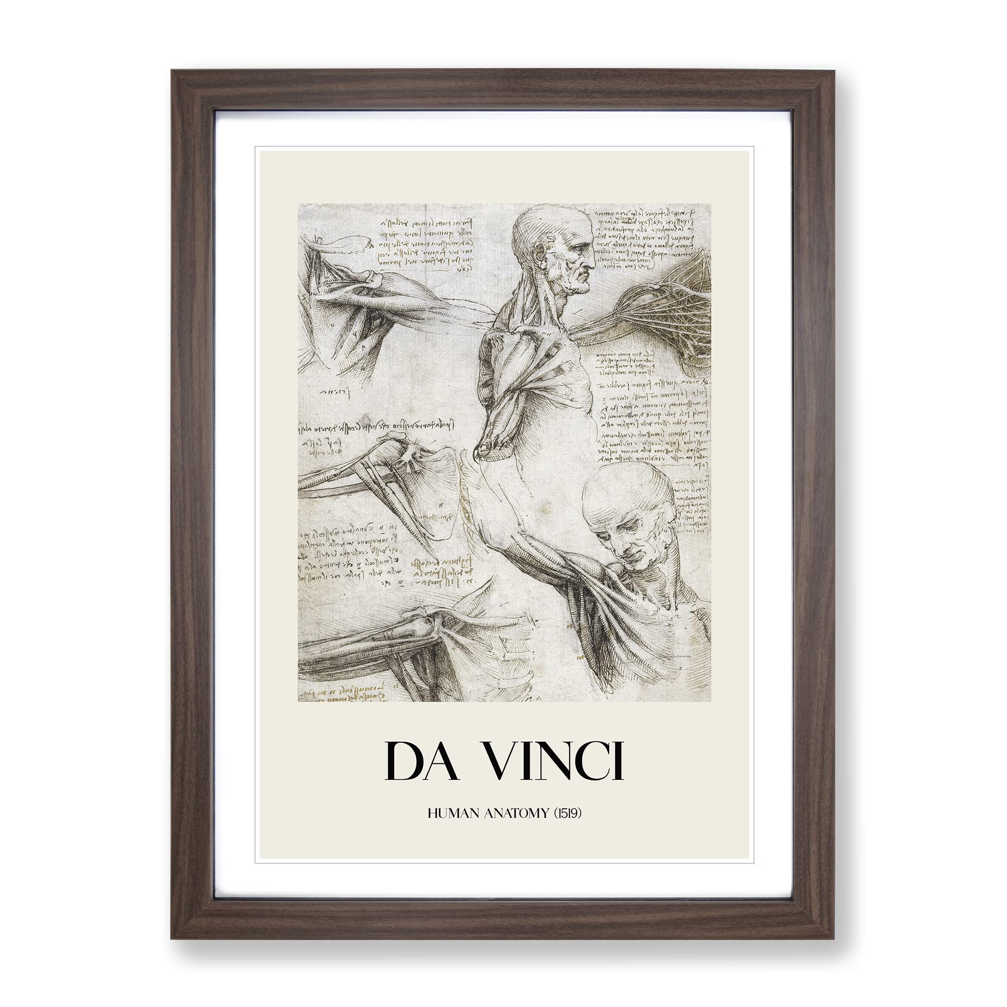 Dibujos De Anatomía Humana De Leonardo Da Vinci