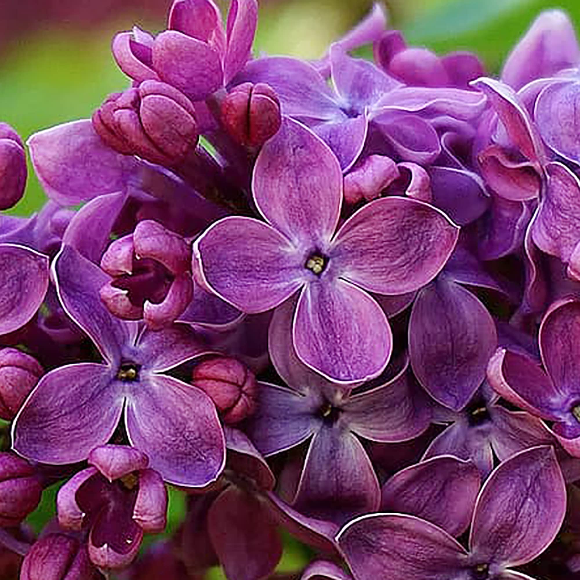 Amazon.com : QAUZUY GARDEN 50 Dark Purple Lilac (Common Lilac Bush ...