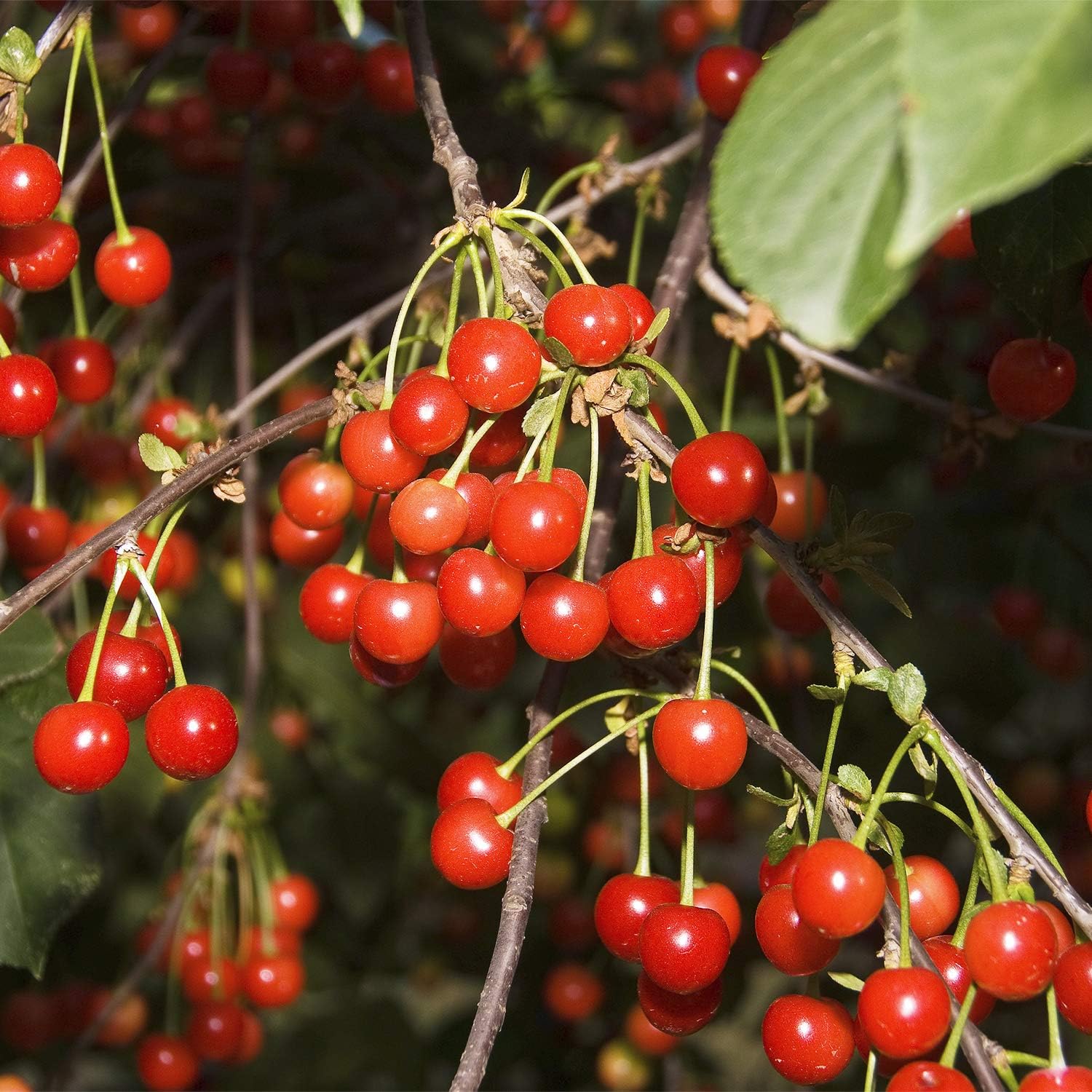 Amazon.com : English Morello Cherry (Prunus), Live Bareroot Fruit Tree ...