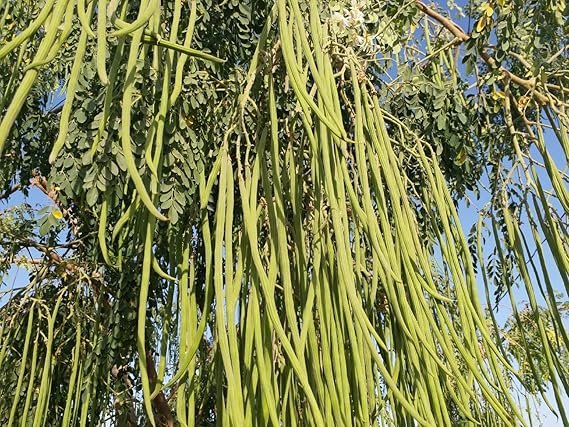 M-Tech Gardens Rare Hybrid Drumstick Moringa " Bhagya " Exotic 20 ...