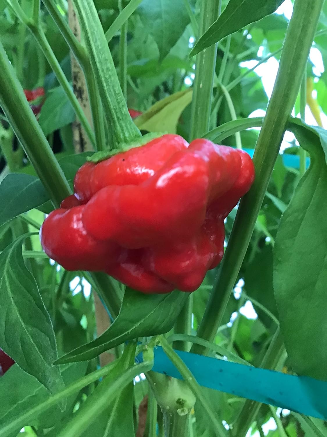 Amazon.com : Red Scotch Bonnet Pepper Plants (2 Count) : Patio, Lawn ...