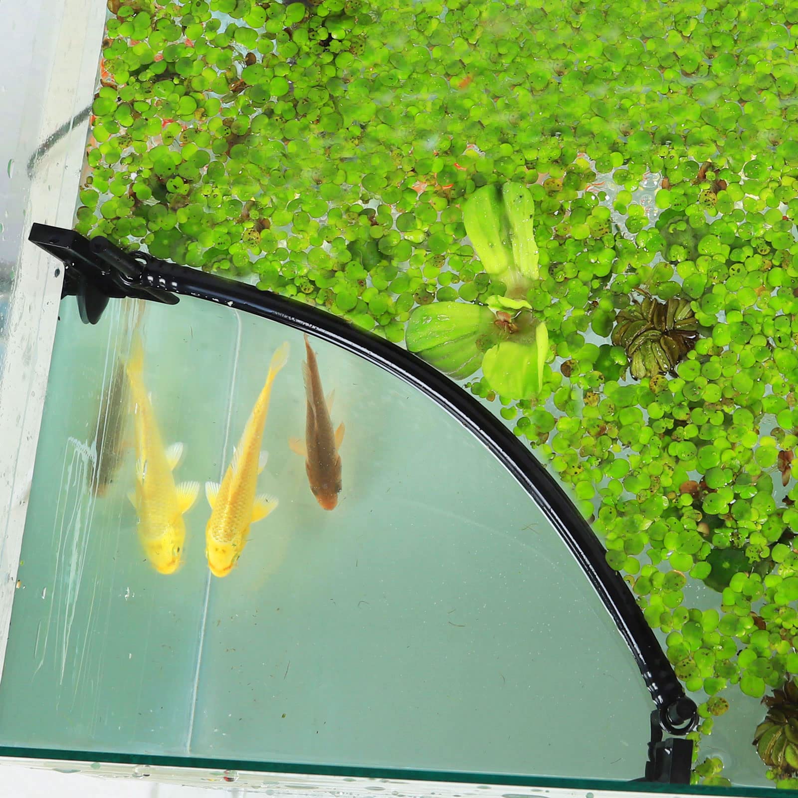 Live Tropical Fish Water Lettuce For Aquarium 2 PCS Aquarium Floating ...