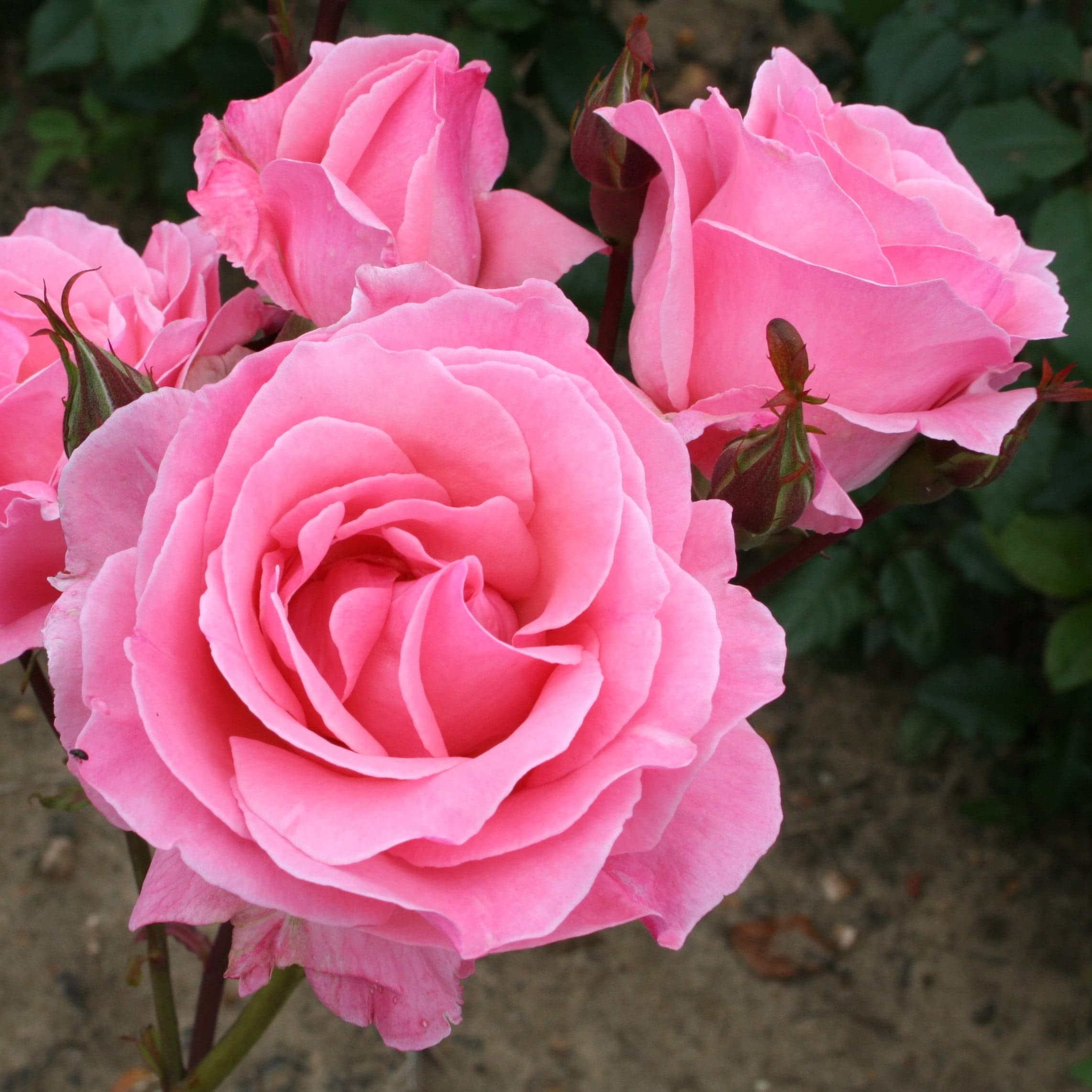 Rose Bush Queen Elizabeth- Traditional Pink Scented Rose Bush in a 5 ...